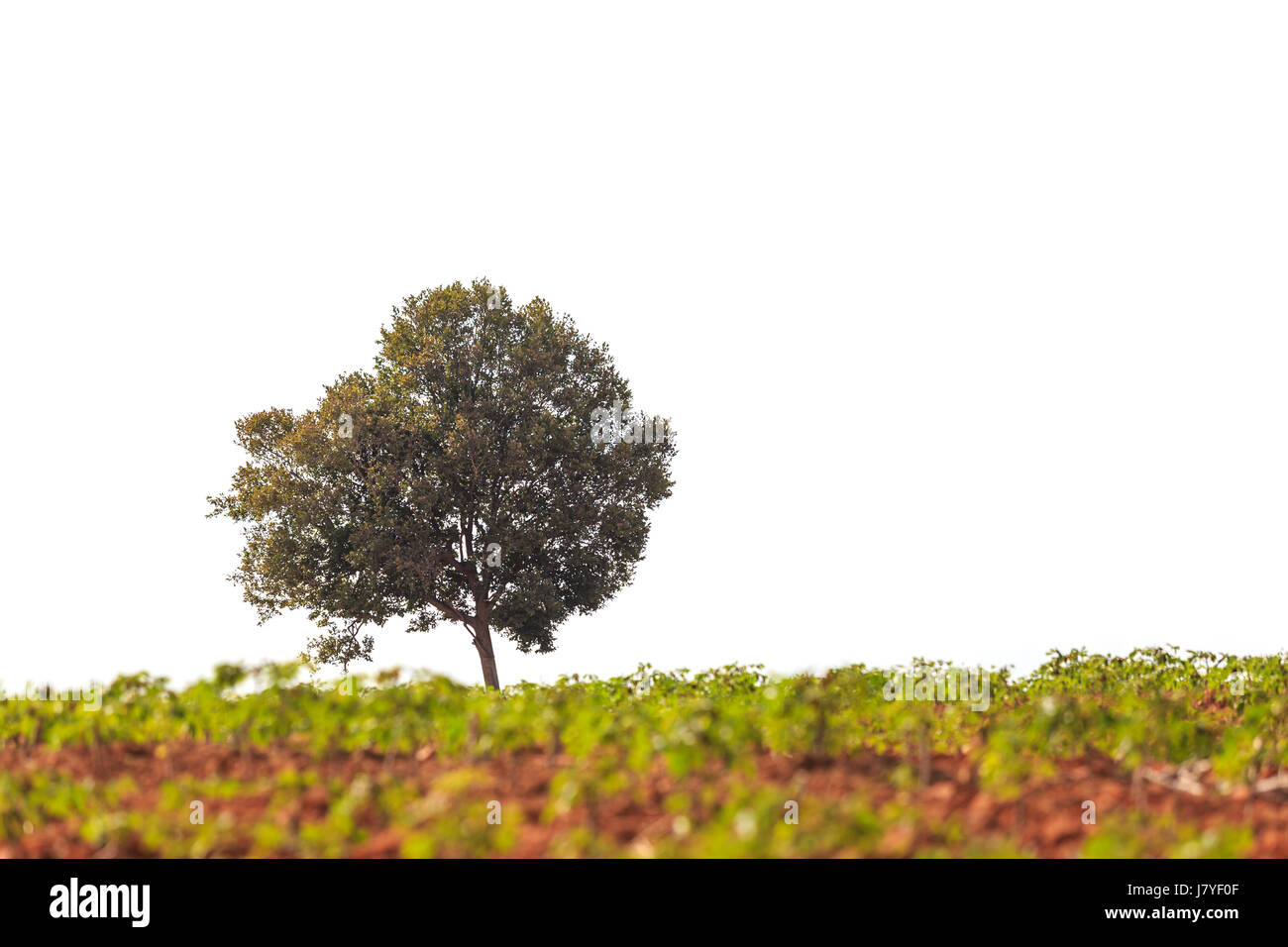 Big and high tree on the hill isolated on white background Stock Photo ...