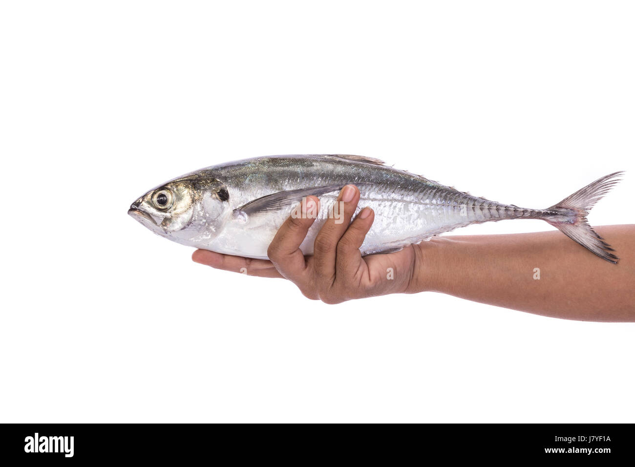 Fresh fish (torpedo scad) in hand. Studio shot isolated on white ...
