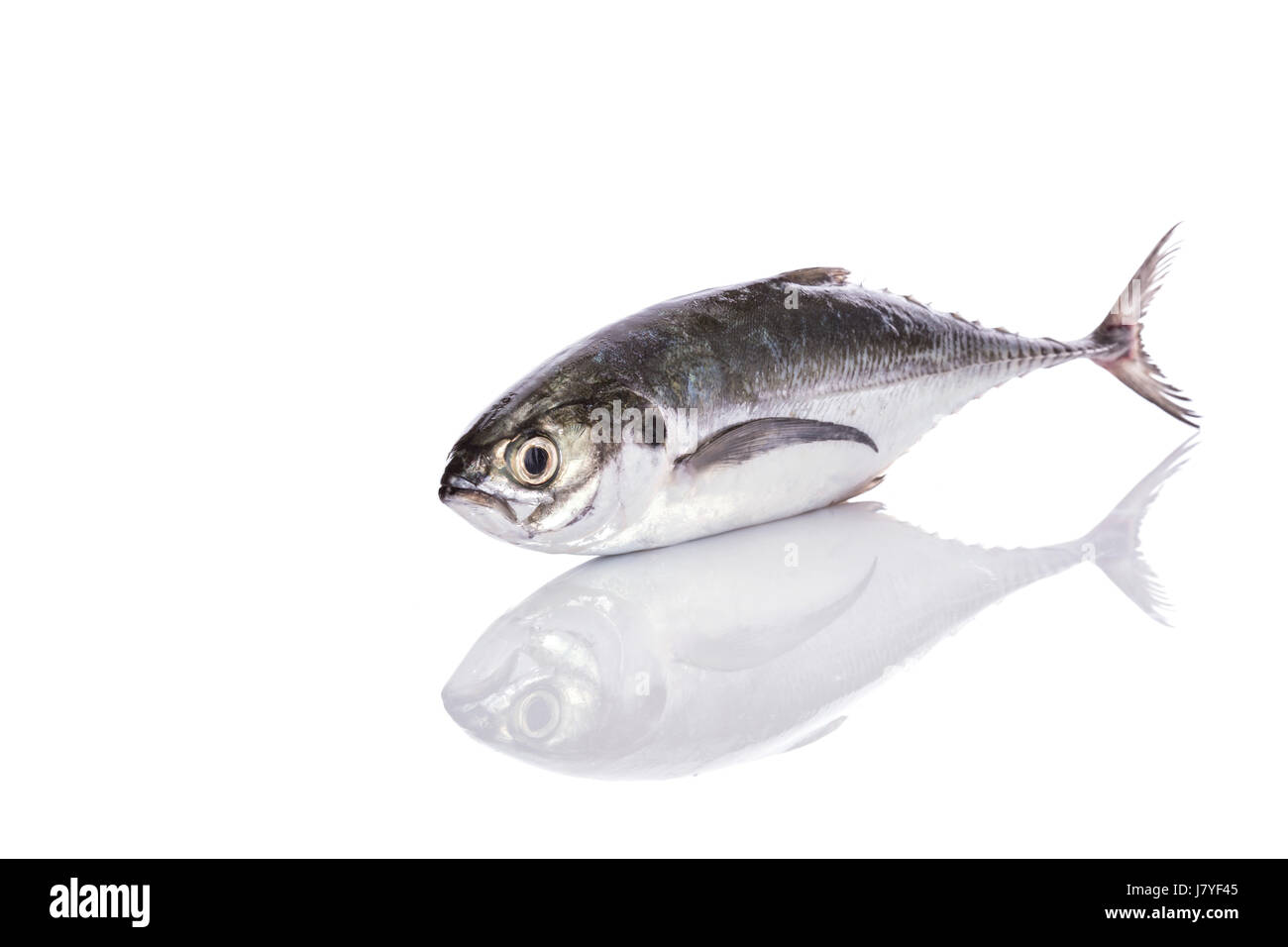 Fresh fish (torpedo scad). Studio shot isolated on white background ...