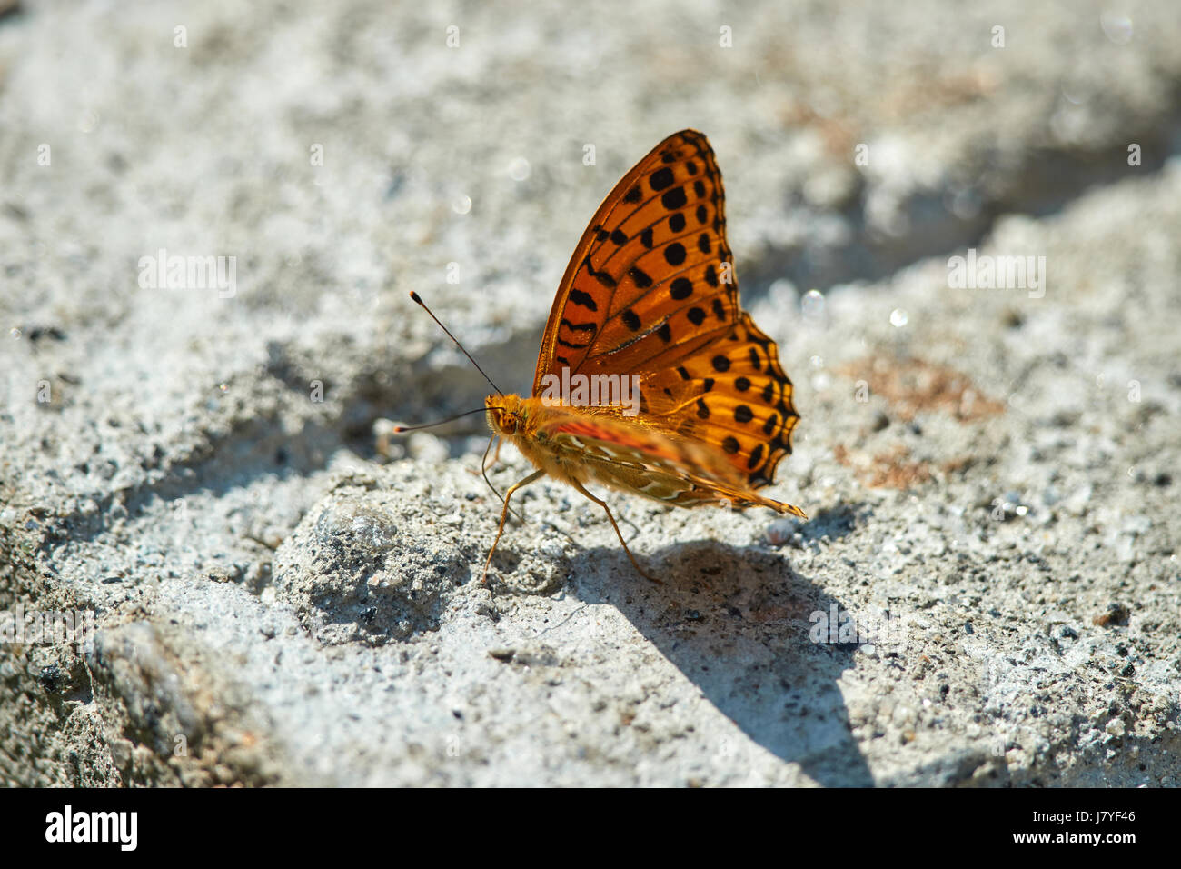 Palni fritillary hi-res stock photography and images - Alamy