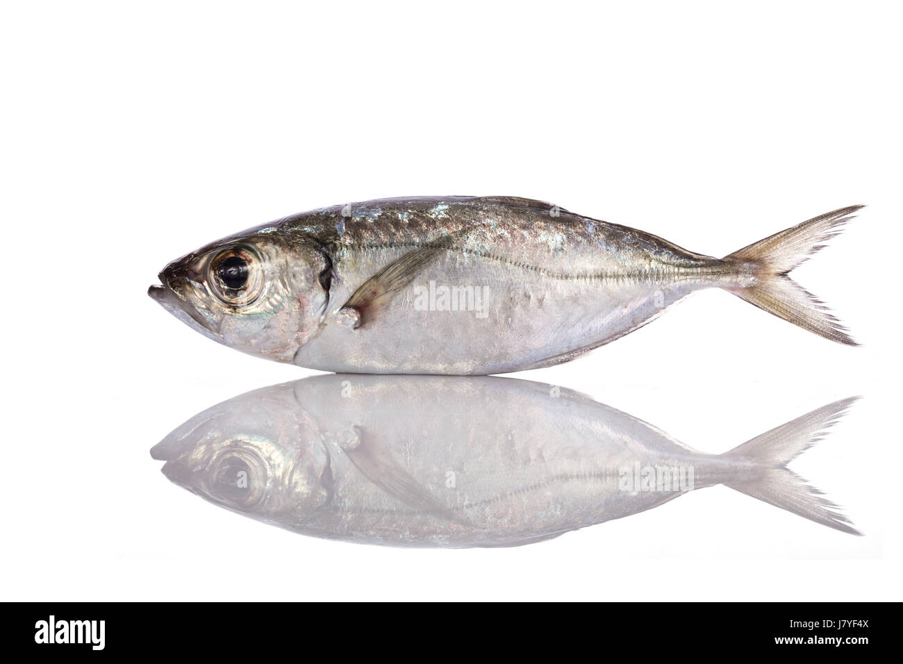 Fresh fish (torpedo scad). Studio shot isolated on white background ...