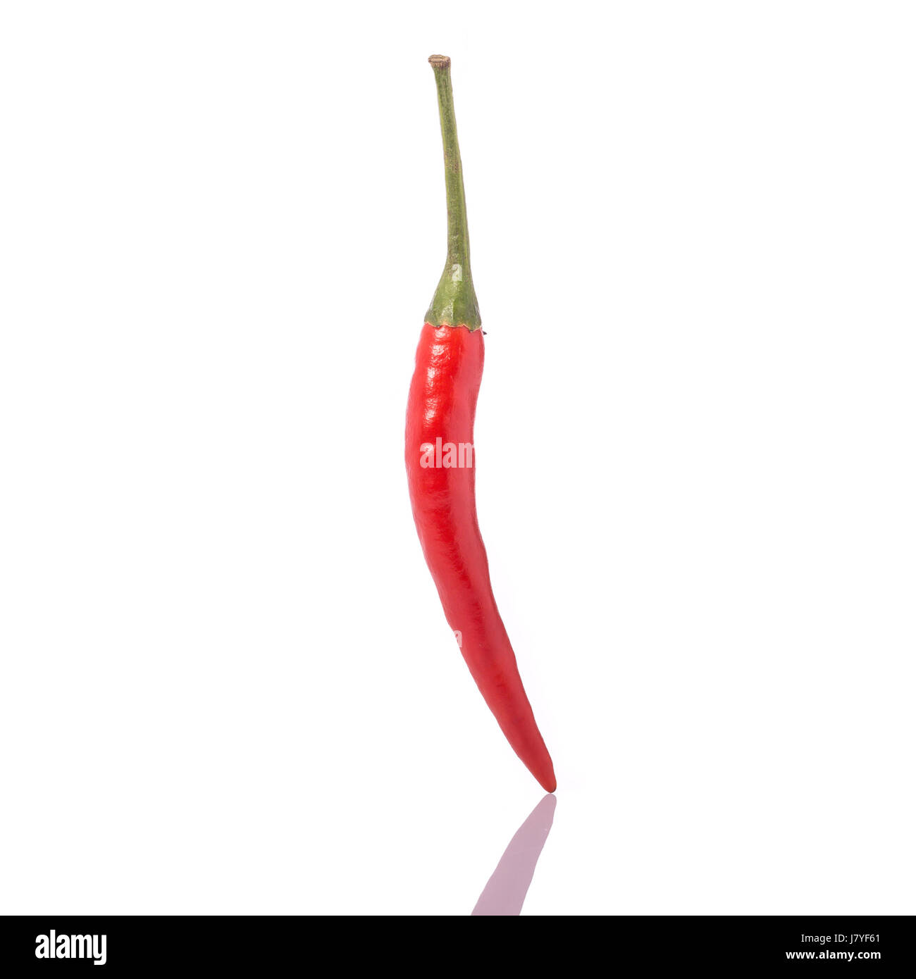 Fresh red chilli. Studio shot isolated on white background Stock Photo ...