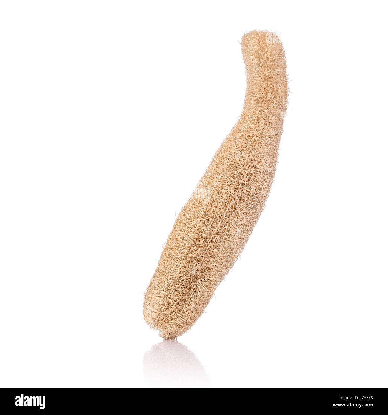 Dry Luffa, luffa sponge. Studio shot isolated on white background Stock ...