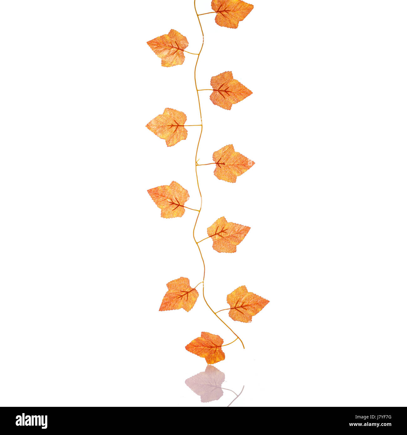 Artificial plastic maple leaf. Studio shot isolated on white background ...