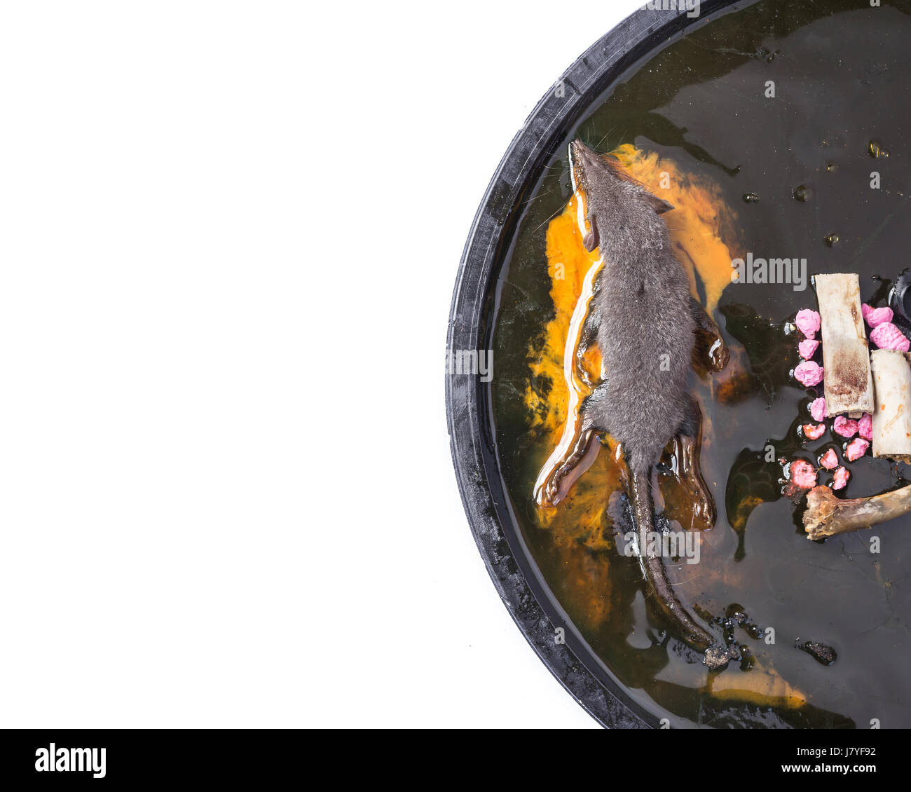 Top view a rat in glue trap isolated on white background Stock Photo ...