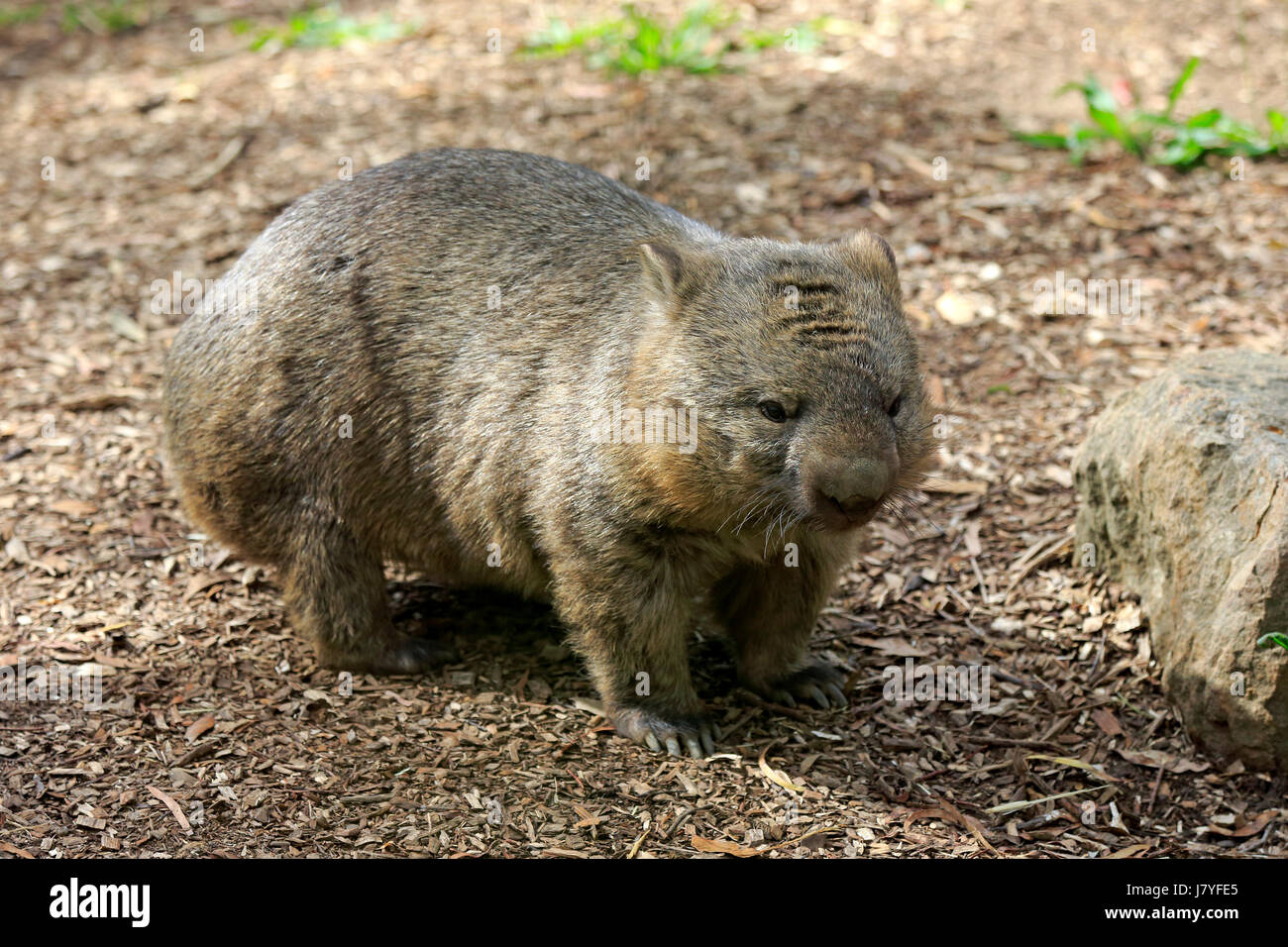 Common wombat (Vombatus ursinus), adult, Mount Lofty, South Australia ...