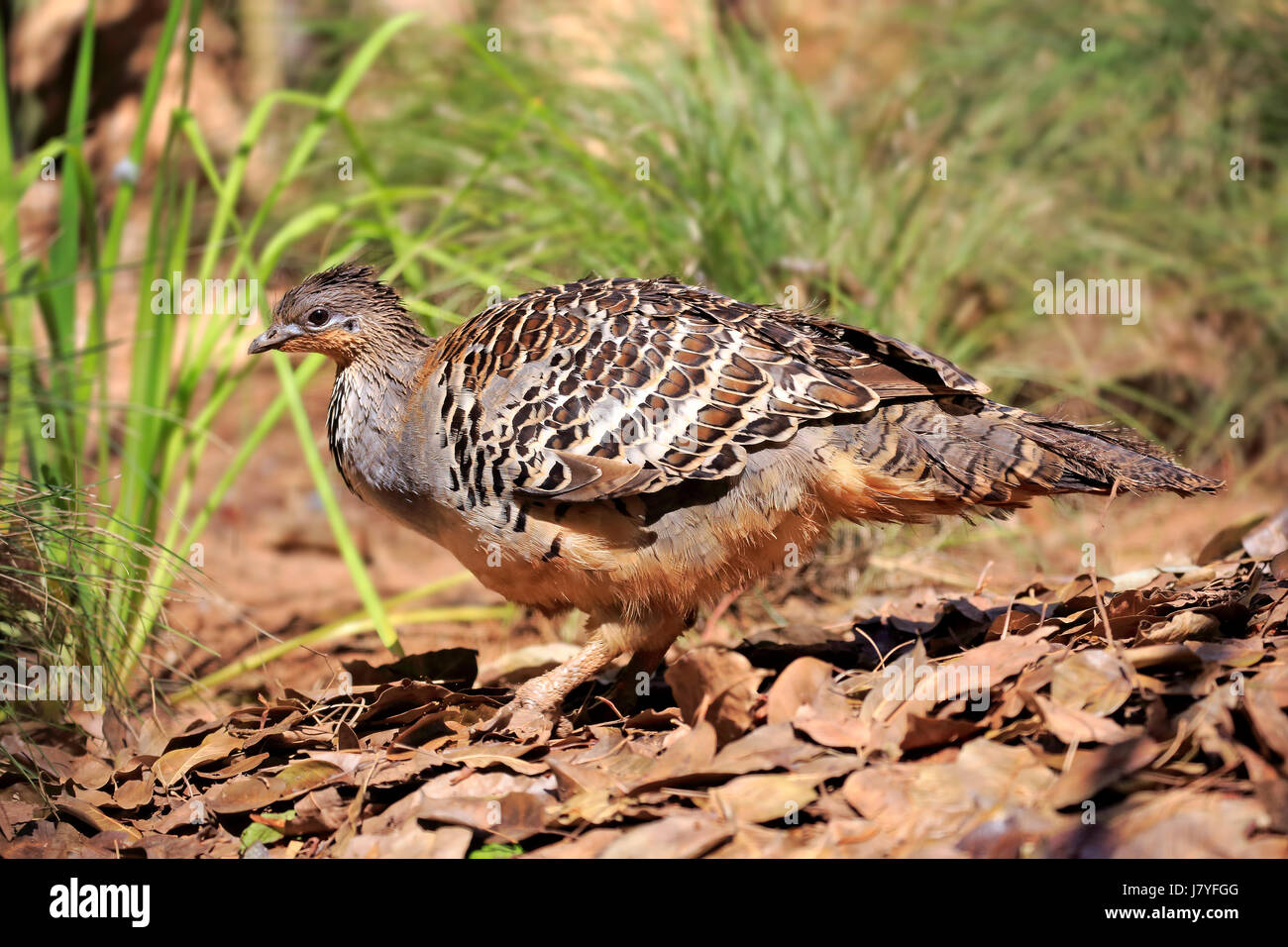 Mallee fowl (Leipoa ocellata), adult male, South Australia, Australia ...