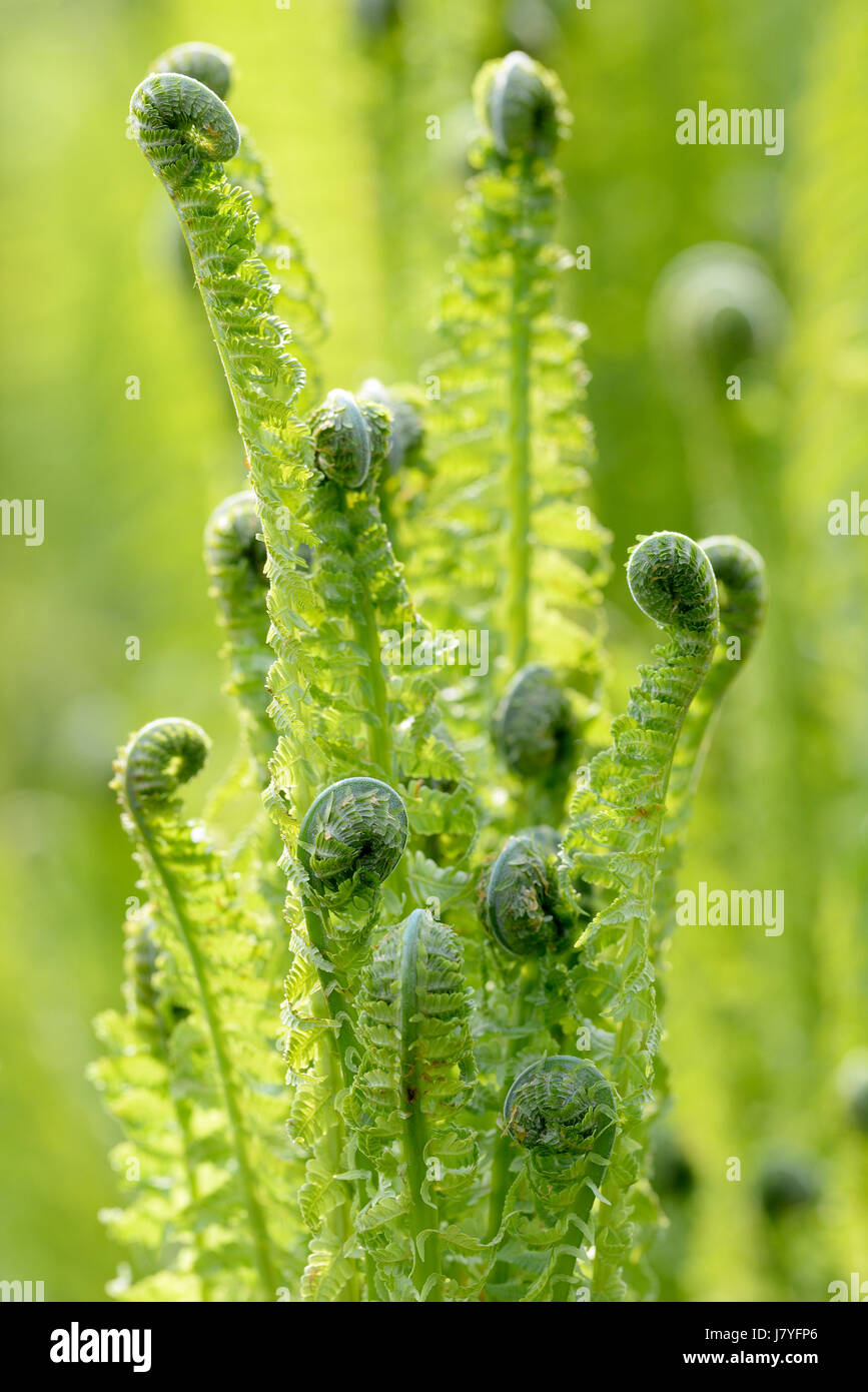 Ostrich Fern (Matteuccia struthiopteris), with curled fern fronds ...