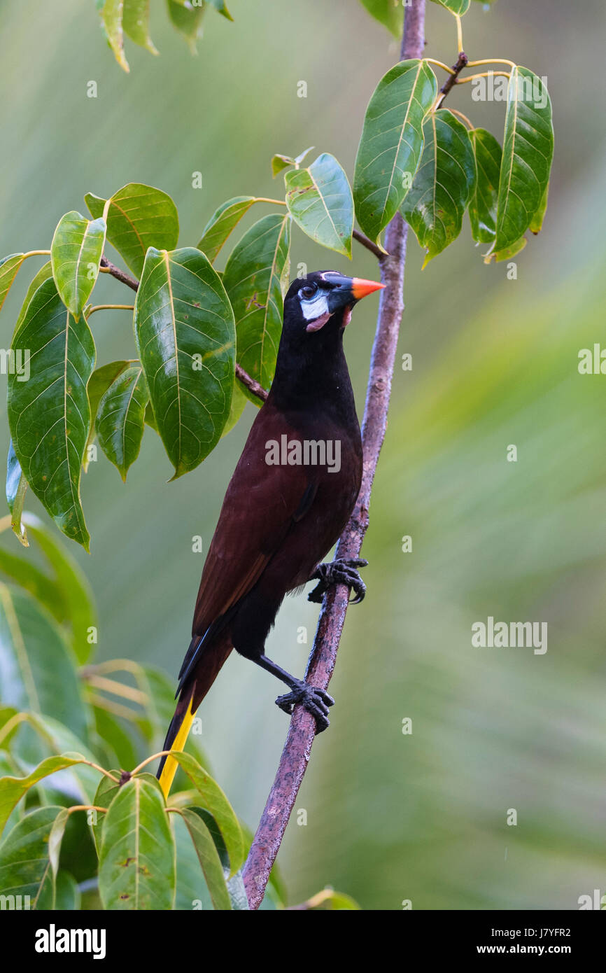 Montezuma oropendola hi-res stock photography and images - Alamy