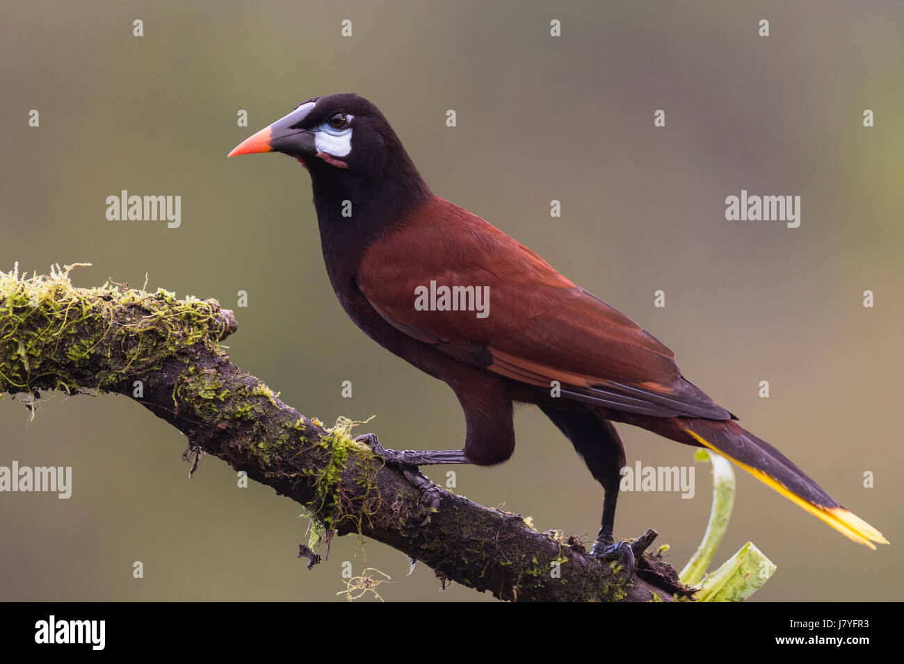 Montezuma oropendola hi-res stock photography and images - Alamy