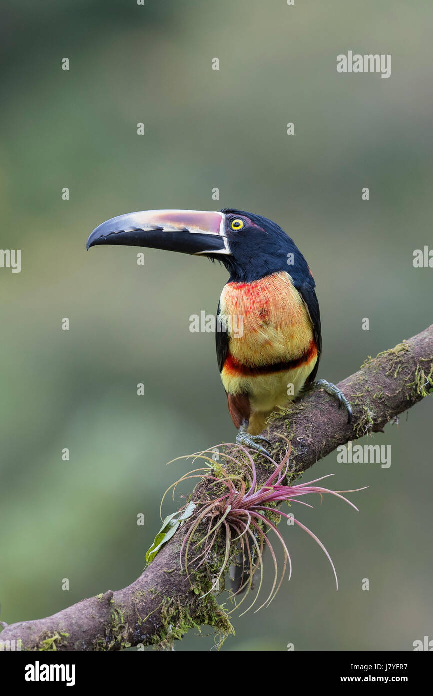 Collared aracari (Pteroglossus torquatus) sitting on branch, Costa Rica ...