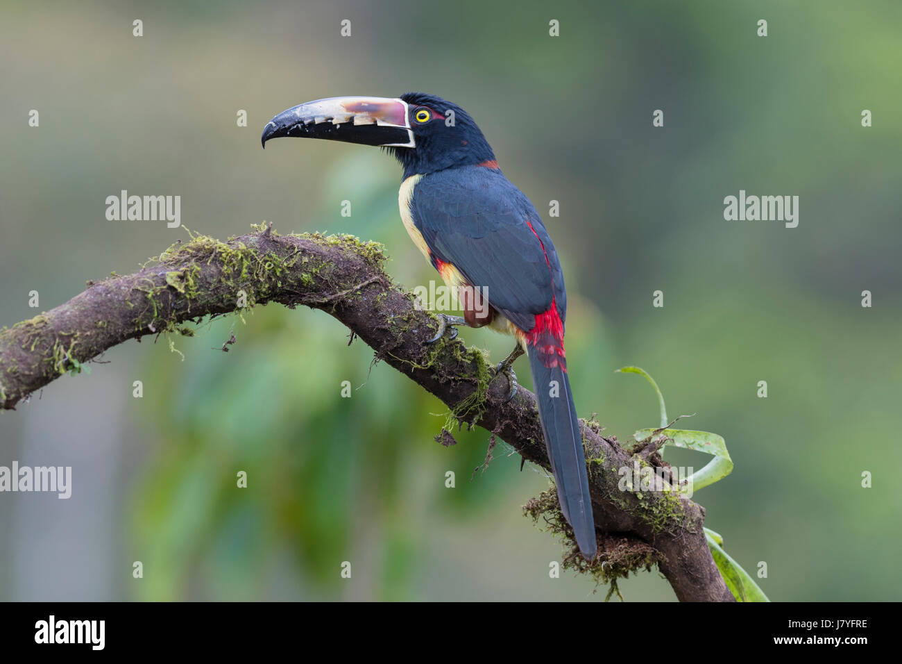 Collared aracari (Pteroglossus torquatus) sitting on branch, Costa Rica ...