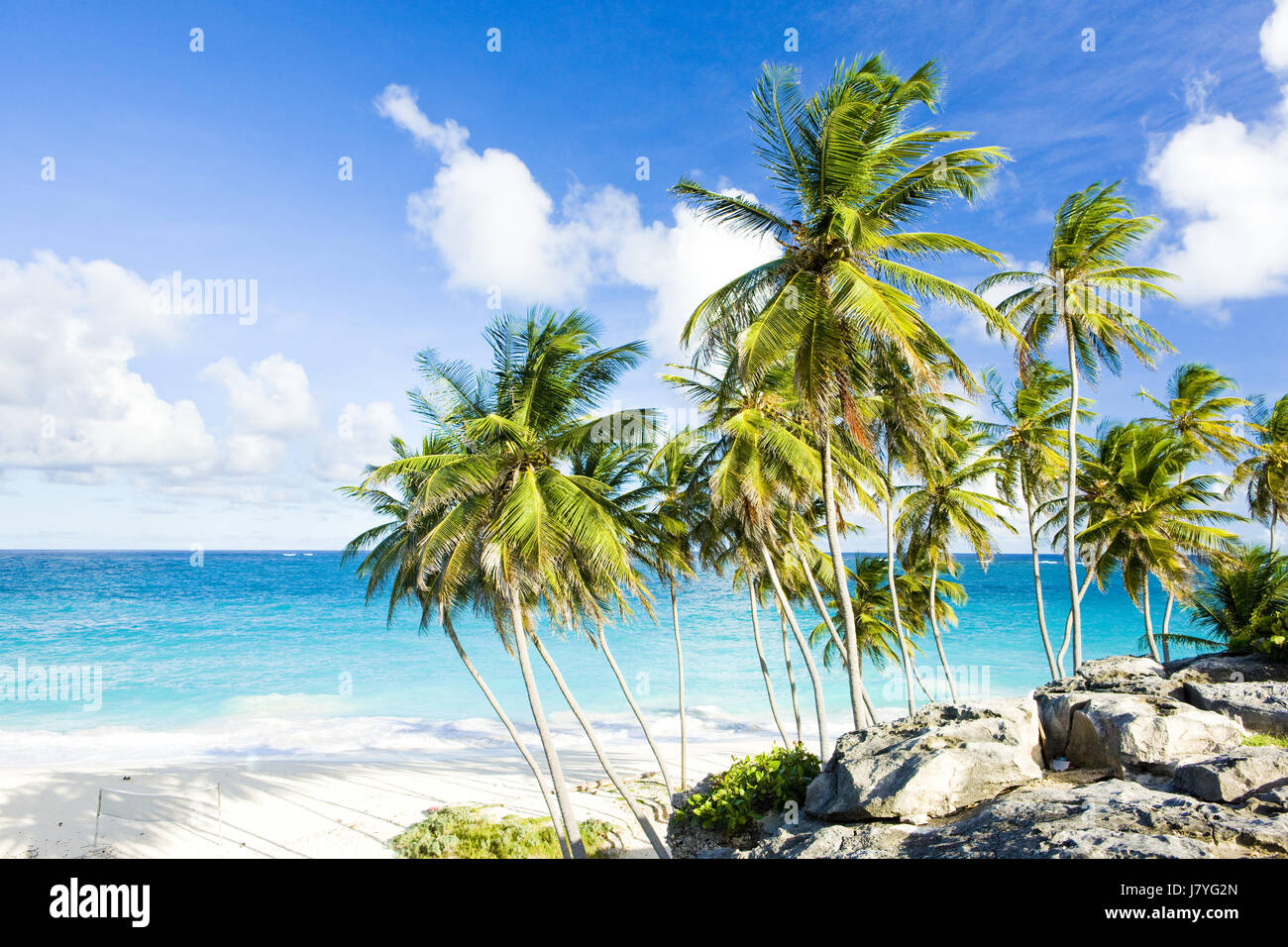 beach seaside the beach seashore tropical island isle travel tree trees ...