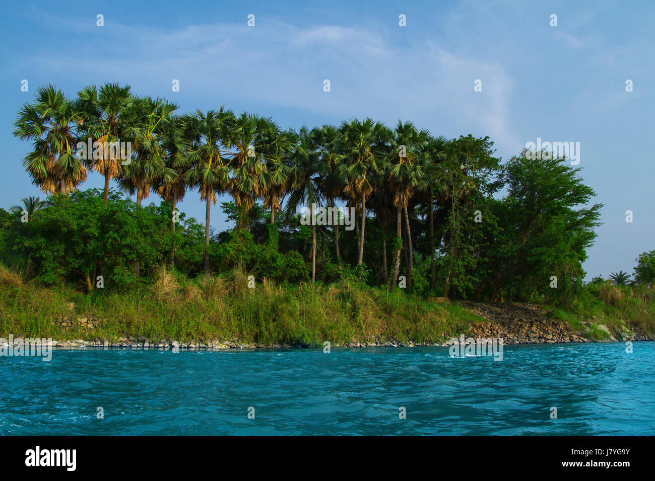 Palms on the beach. Several tropical trees growing on the river bank ...