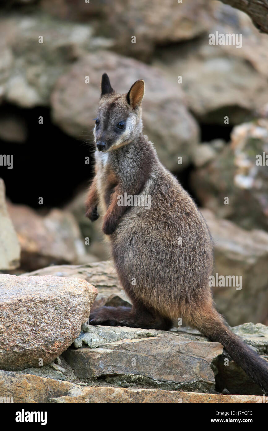 Brush-tailed Rock-wallaby, (Petrogale penicillata), adult, on rocks ...