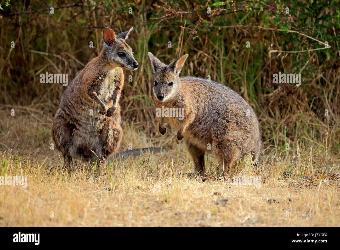 Two Tammar wallabies (Macropus eugenii), adults, Kangaroo Island, South ...