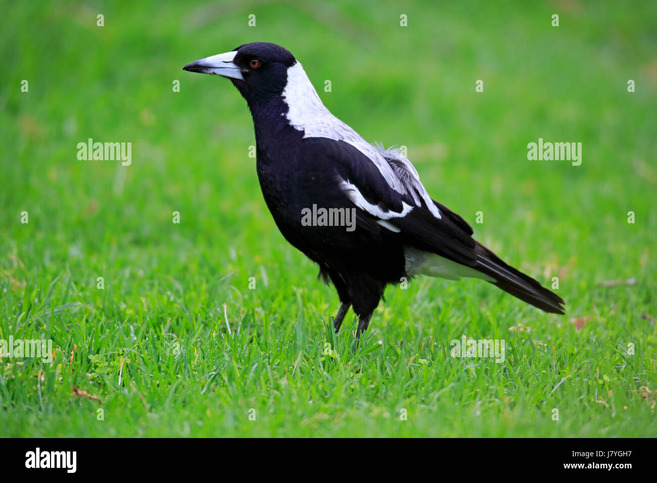Adult on grass hi-res stock photography and images - Alamy