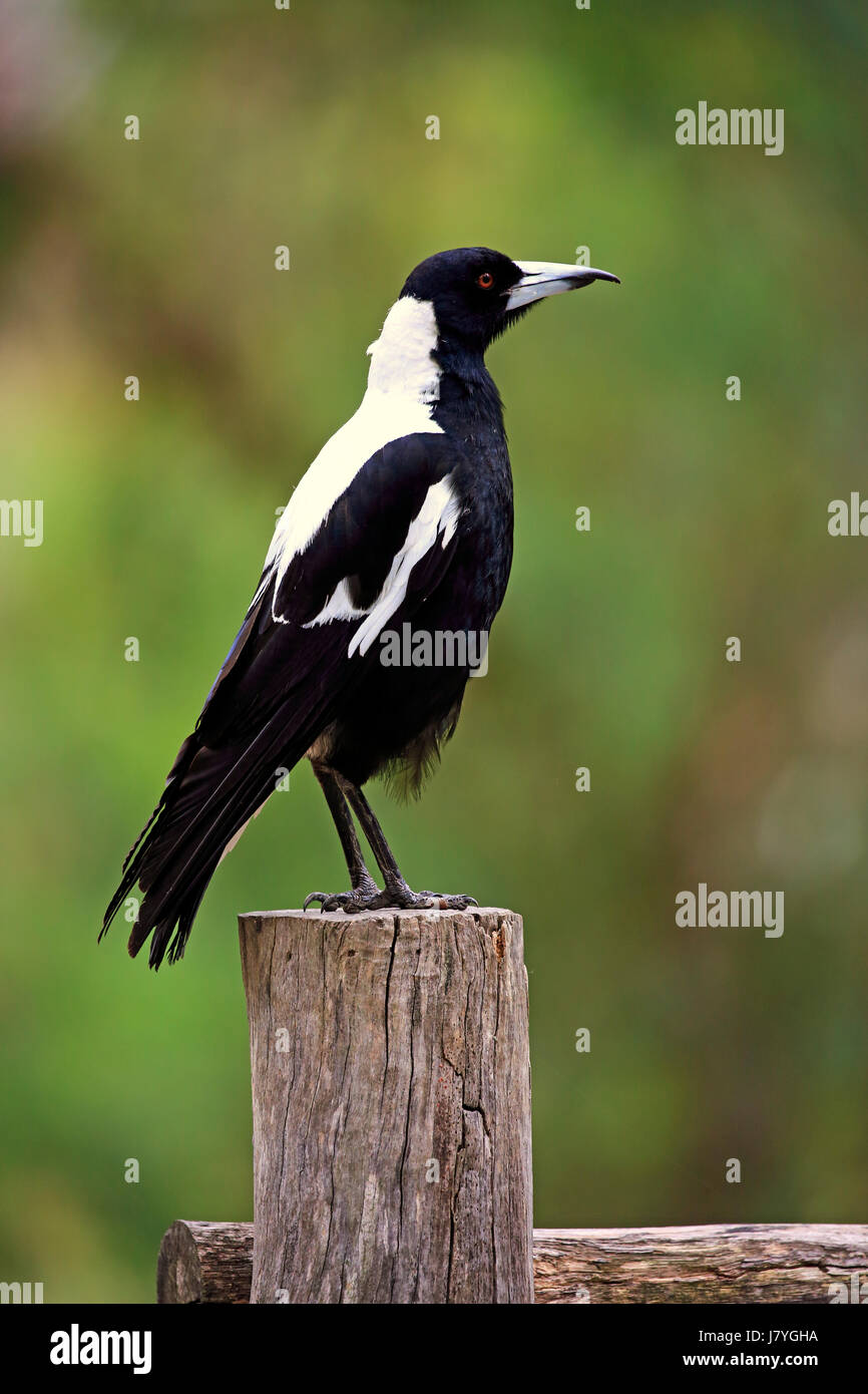 Australian magpie (Gymnorhina tibicen), adult on the lookout, watchful ...