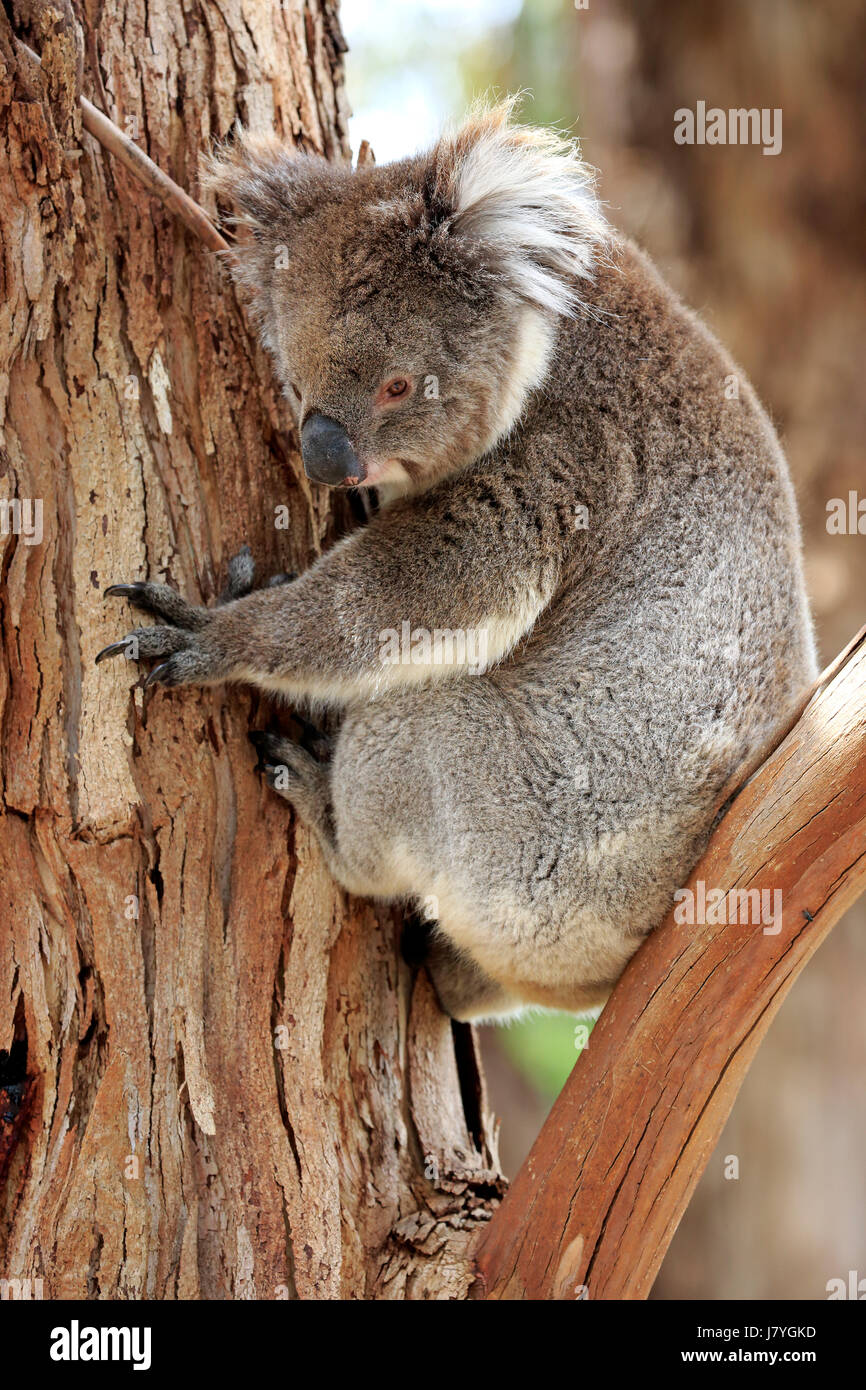 Full body of koala hi-res stock photography and images - Alamy