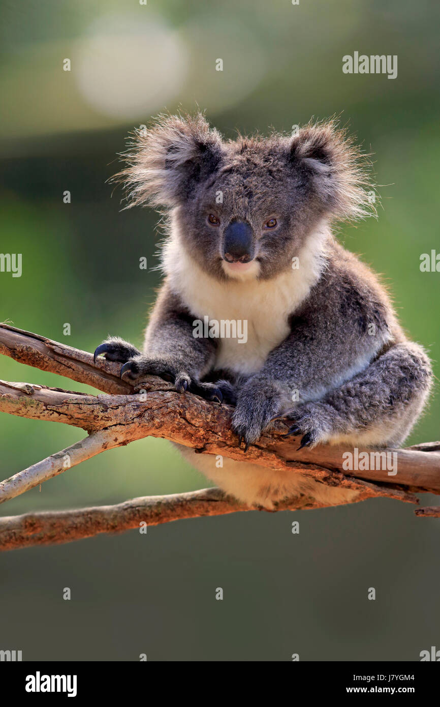 Full body of koala hi-res stock photography and images - Alamy