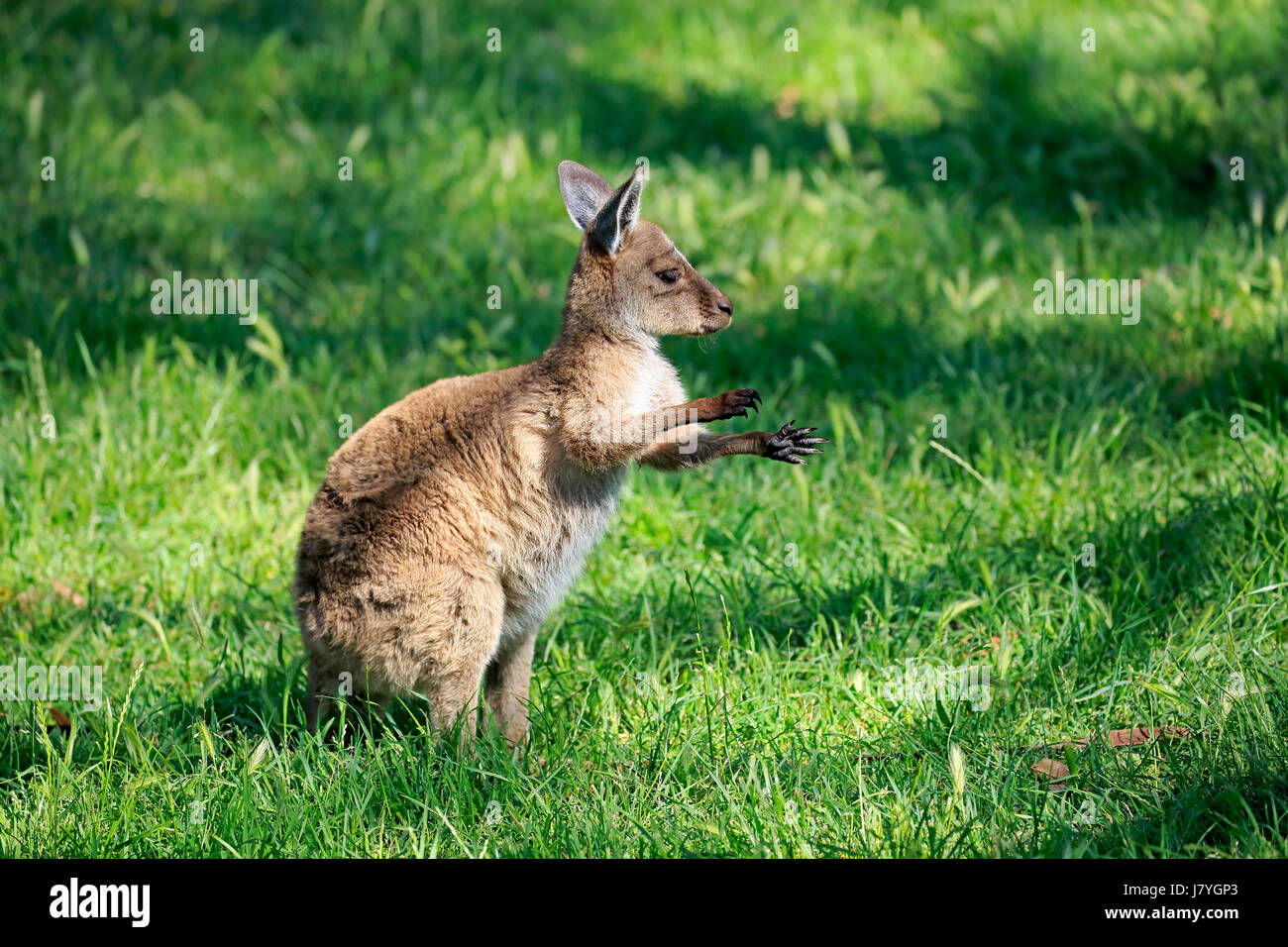 Eastern Gray Kangaroo (Macropus giganteus), young animal in a meadow ...