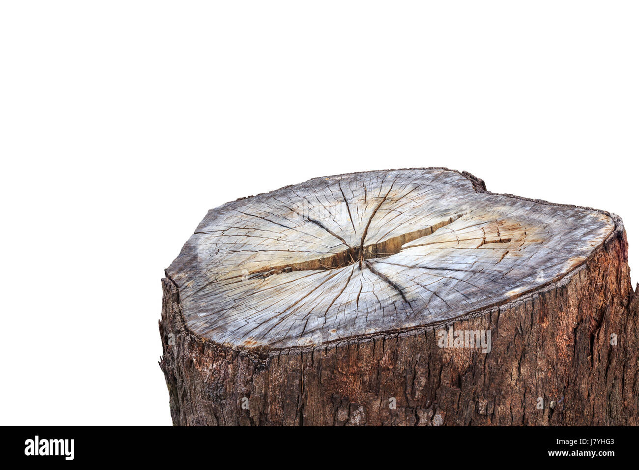 Close up tree stump isolated on white background. Saved with clipping ...