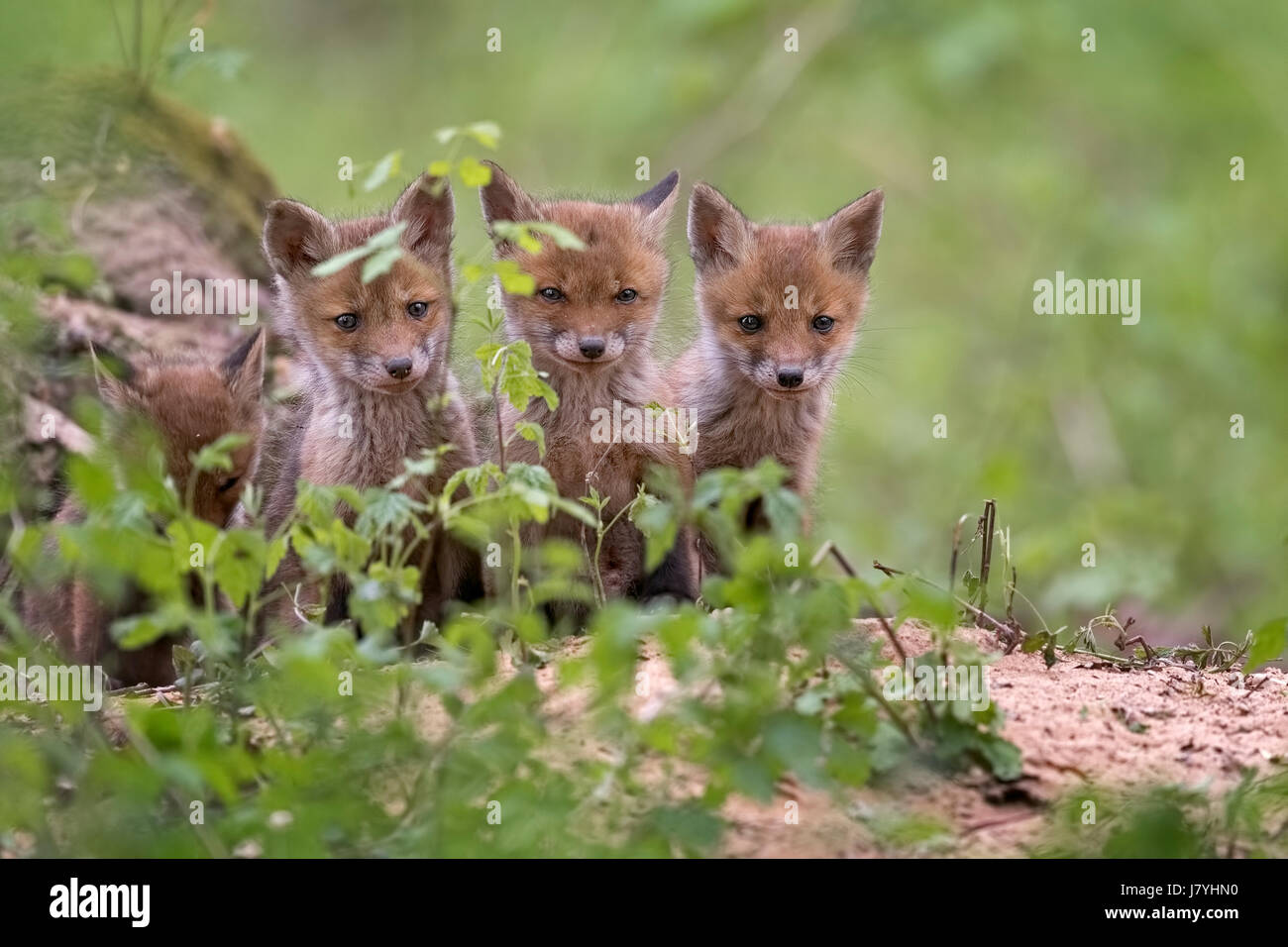 Red foxes group hi-res stock photography and images - Alamy