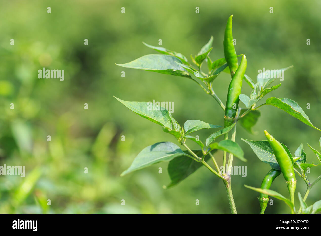 Chilli at tree hi-res stock photography and images - Alamy