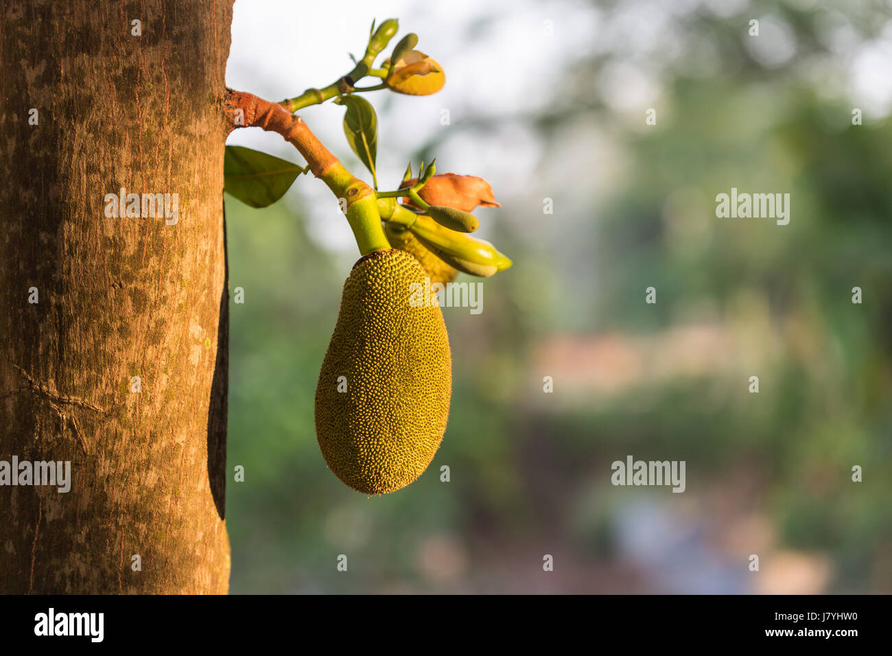 Close up young small green jackfruit on tree branch and blur background ...