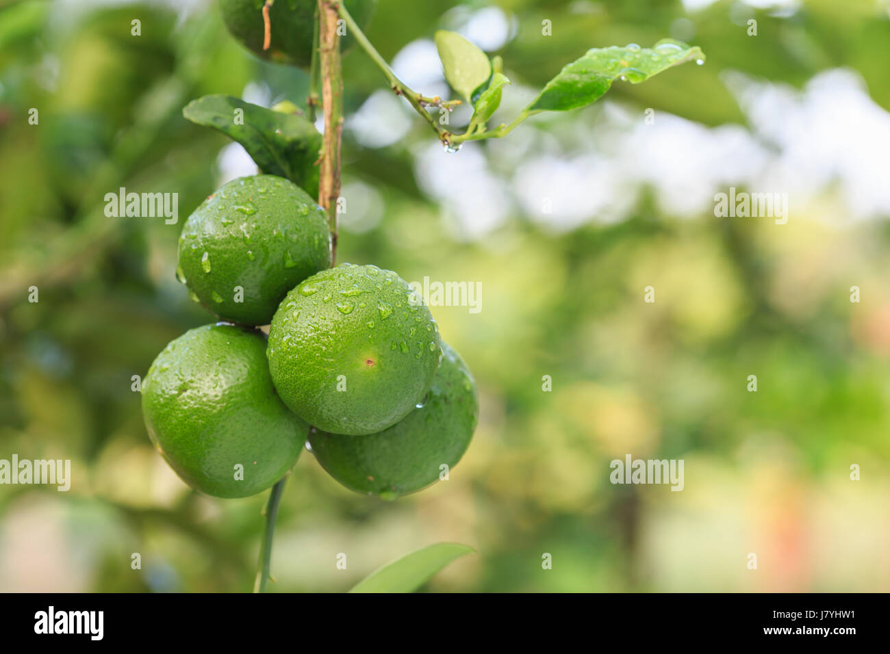 Close up fresh green lemon with water drop on tree and green blur ...