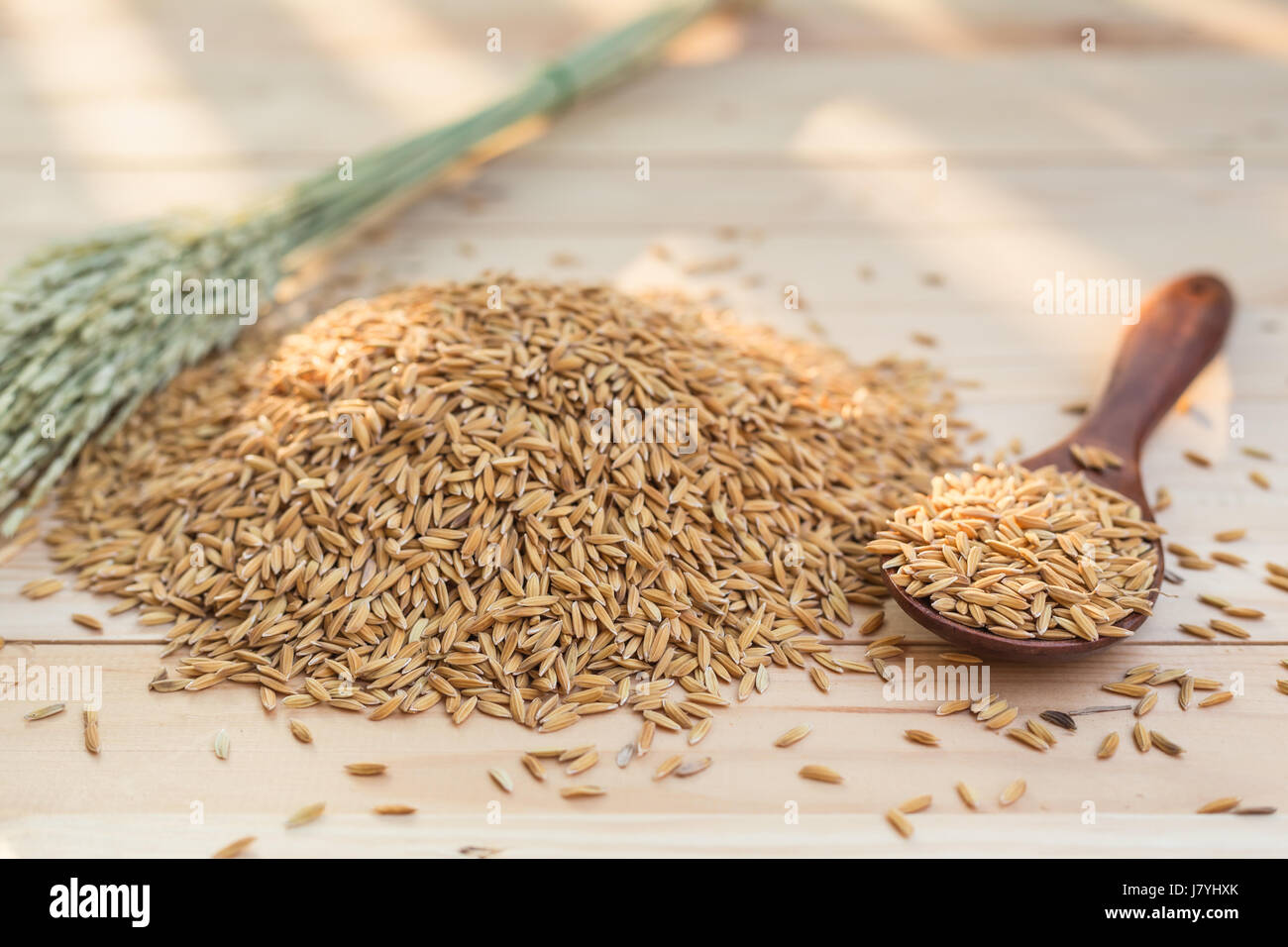 Close up pile of Thai yellow paddy rice on wooden table background ...