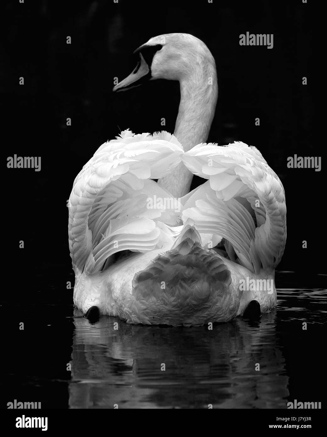 look glancing see view looking peeking looking at beautiful beauteously ...