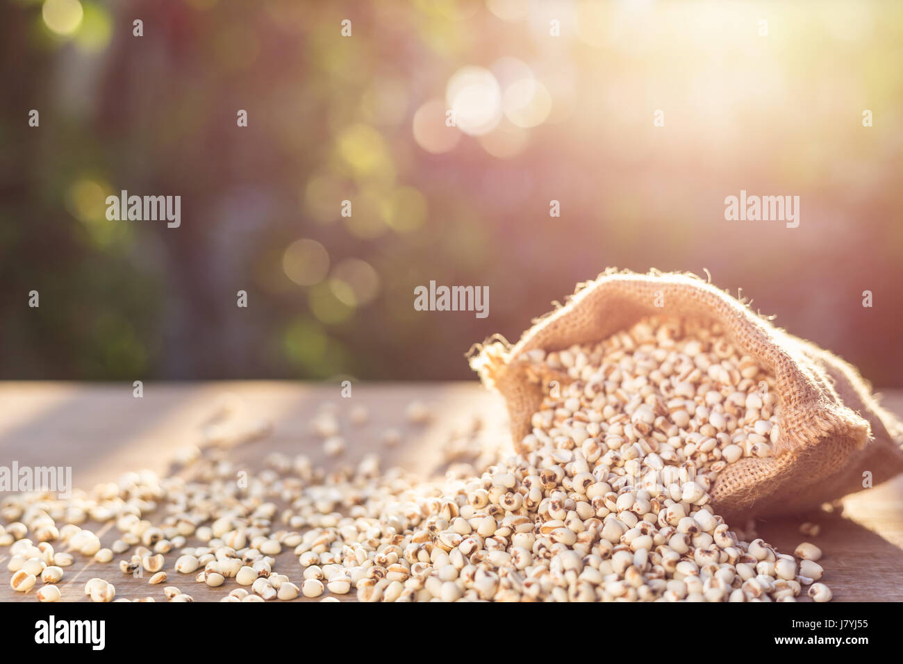 Close up millet rice or millet grains in small sack on wooden table ...