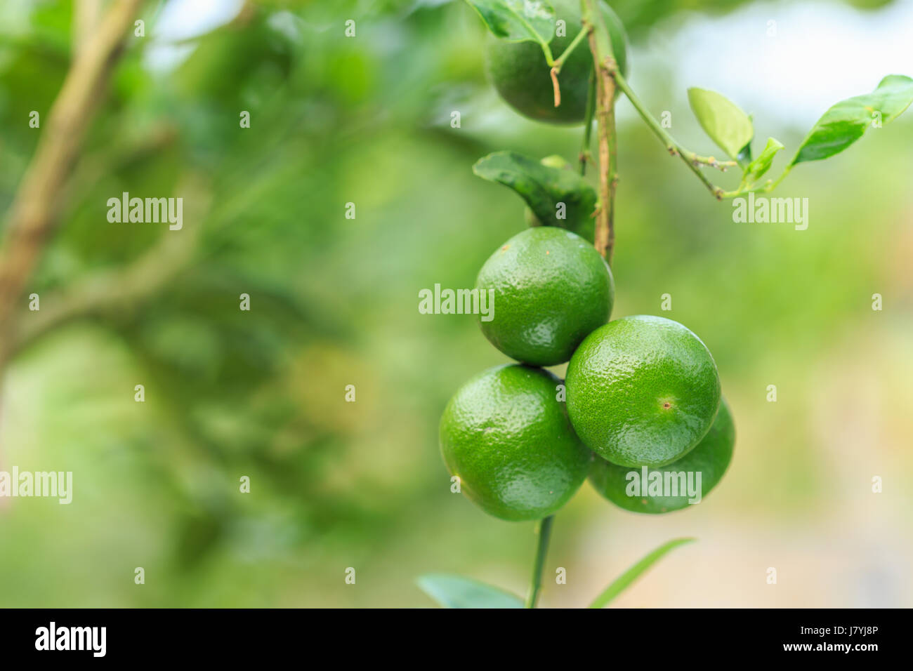 Close up bunch fresh green lemon on tree with green blur background ...
