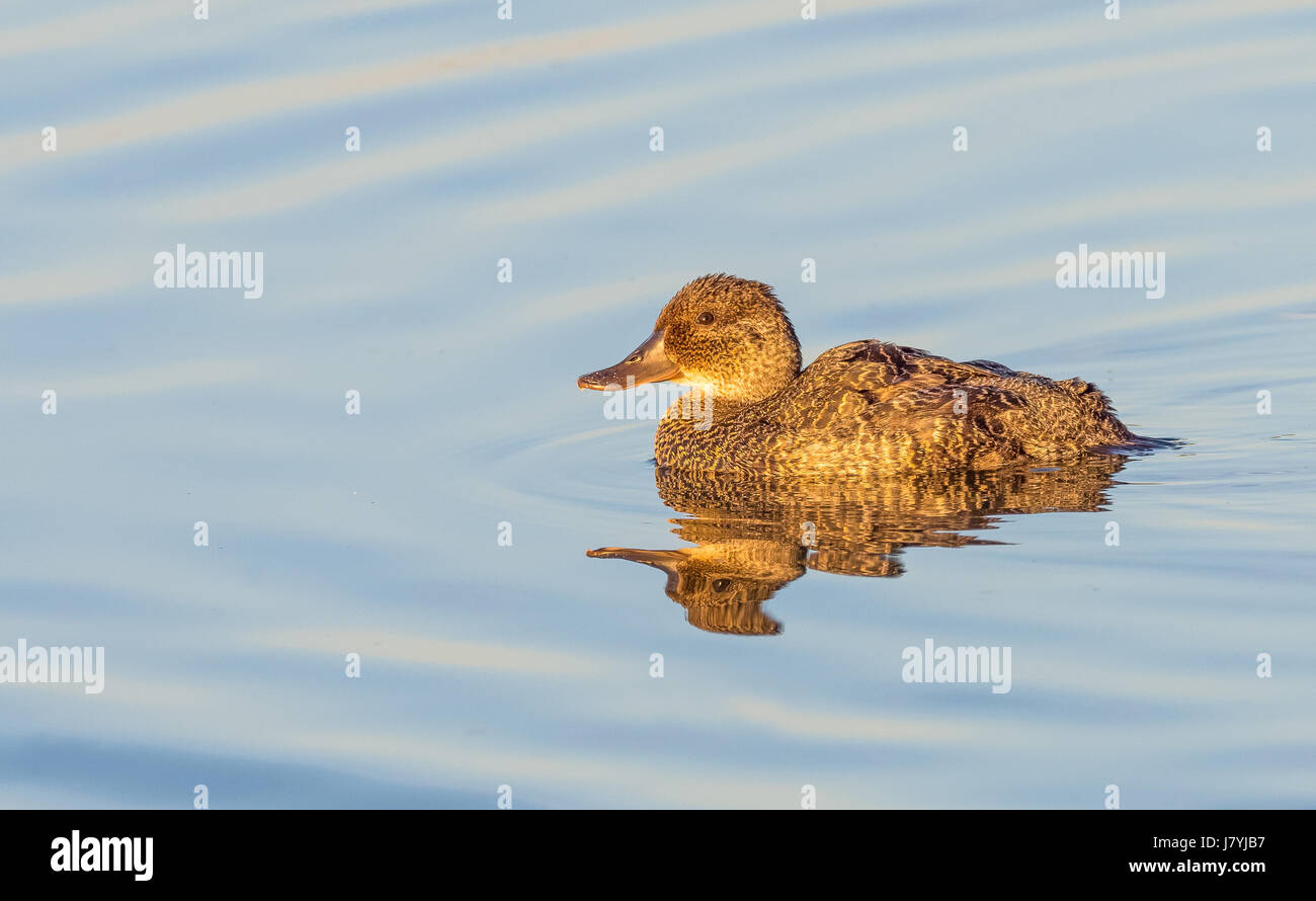 The blue-billed duck (Oxyura australis) is a small Australian stiff ...