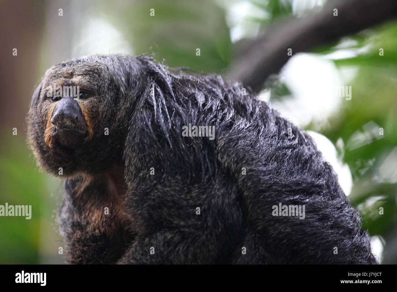 Monkeys are busy with their chores, Singapore, Southeast Asia Stock ...