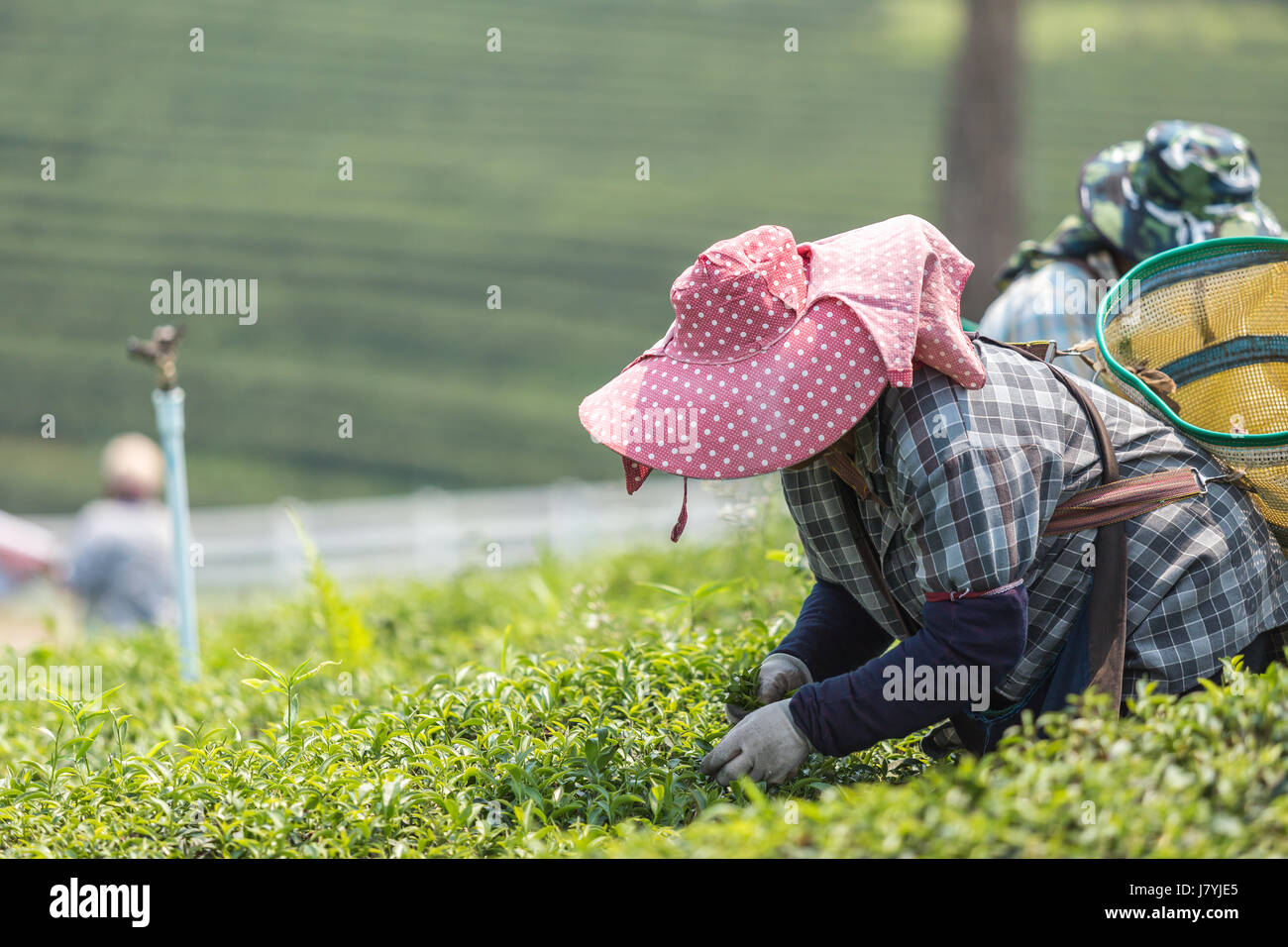 Woman worker picking tea leaves at a tea plantation in north of ...