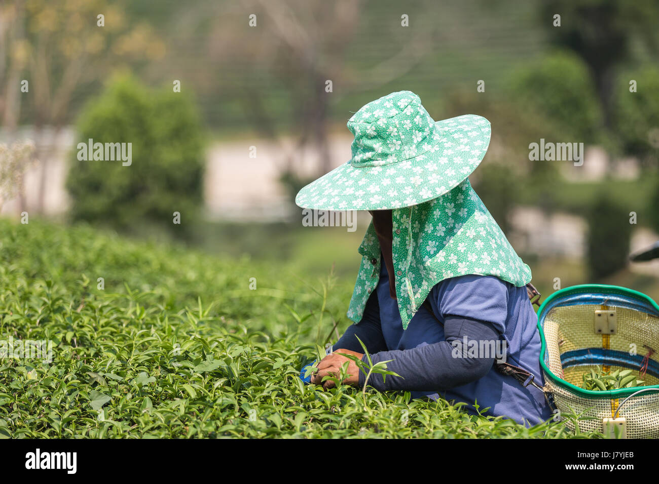 Woman worker picking tea leaves at a tea plantation in north of ...