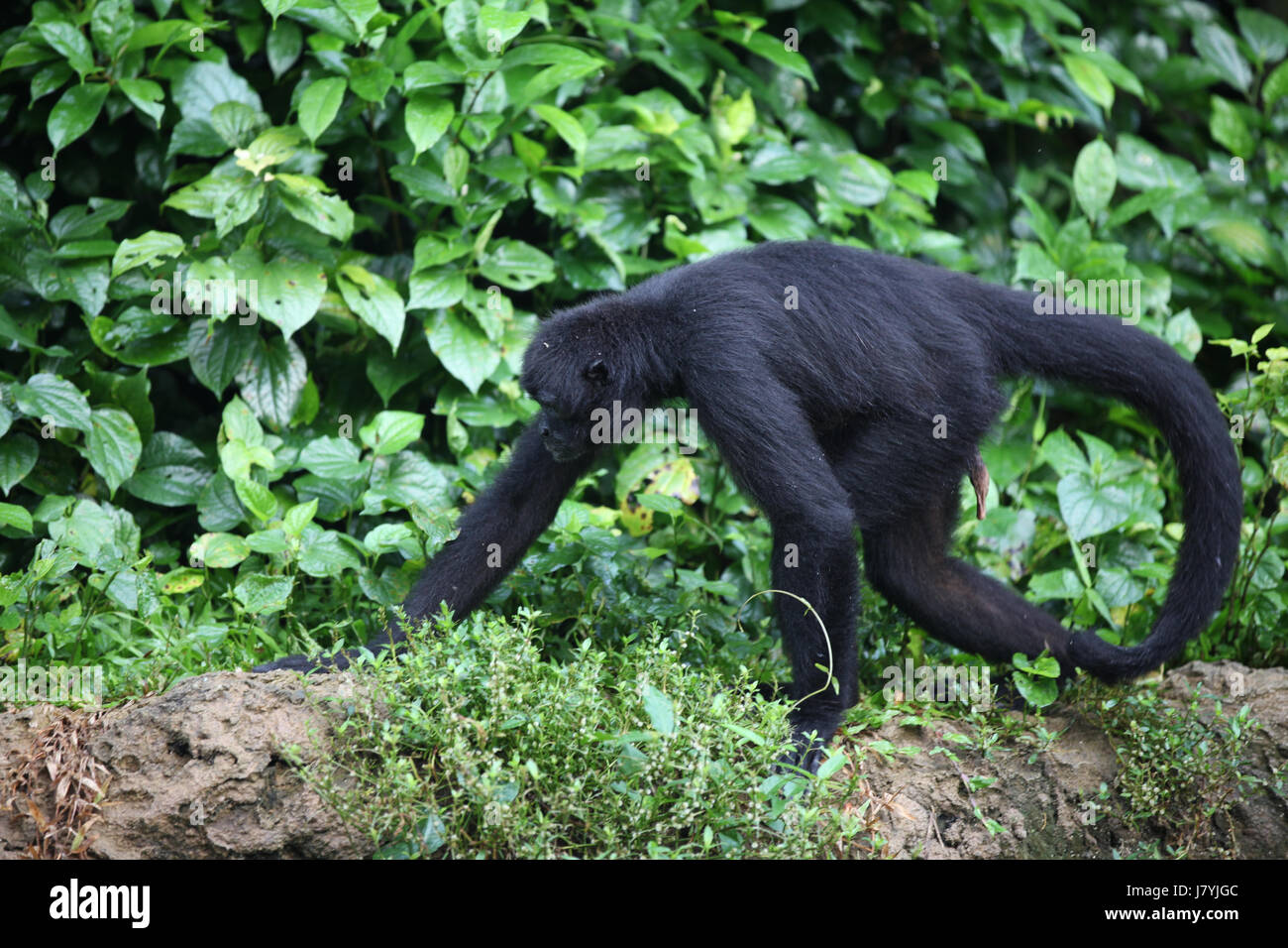 Monkeys are busy with their chores, Singapore, Southeast Asia Stock ...