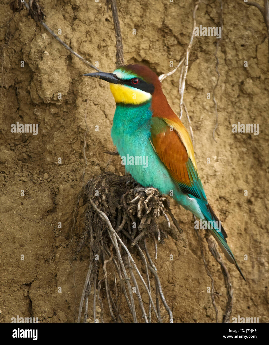 Bee eater birds (Merops apiaster) in various postures Stock Photo - Alamy