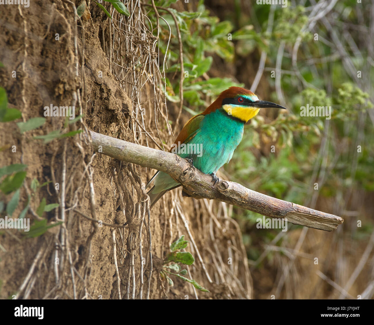 Bee eater birds (Merops apiaster) in various postures Stock Photo - Alamy
