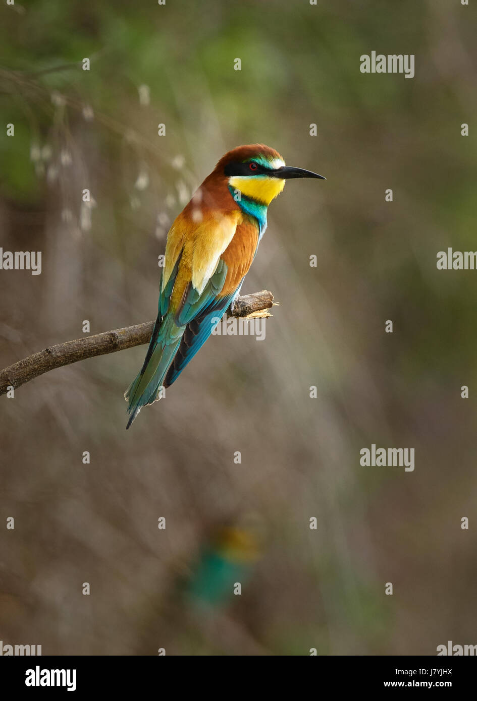 Bee eater birds (Merops apiaster) in various postures Stock Photo - Alamy