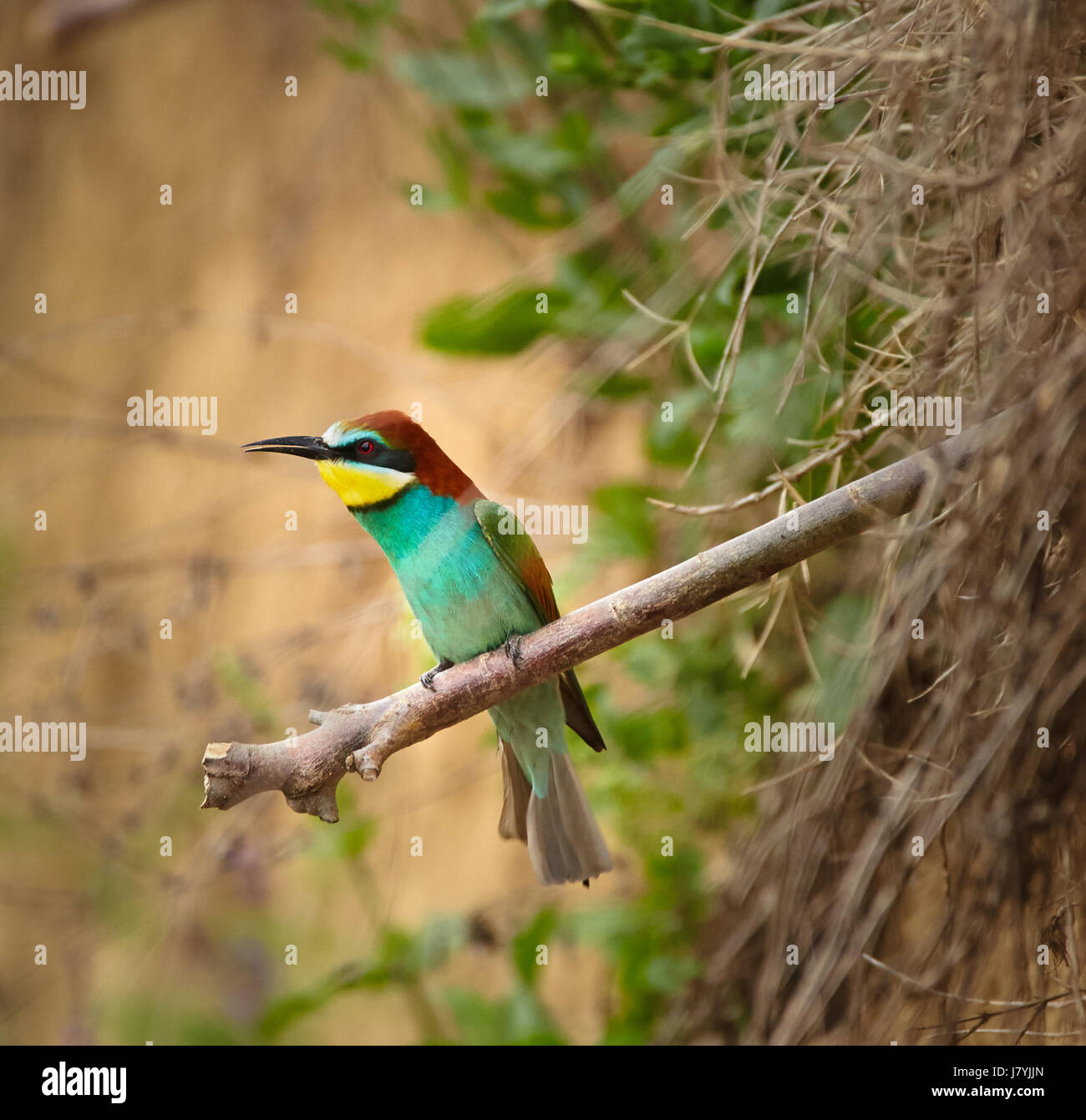 Bee eater birds (Merops apiaster) in various postures Stock Photo - Alamy
