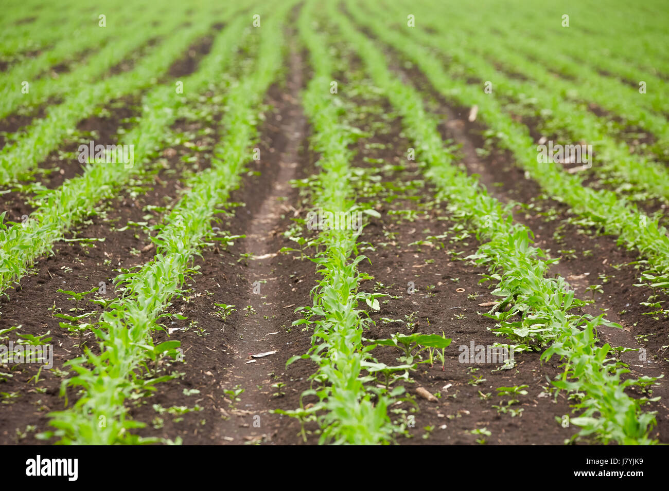 Young corn plants in rows in a field Stock Photo - Alamy