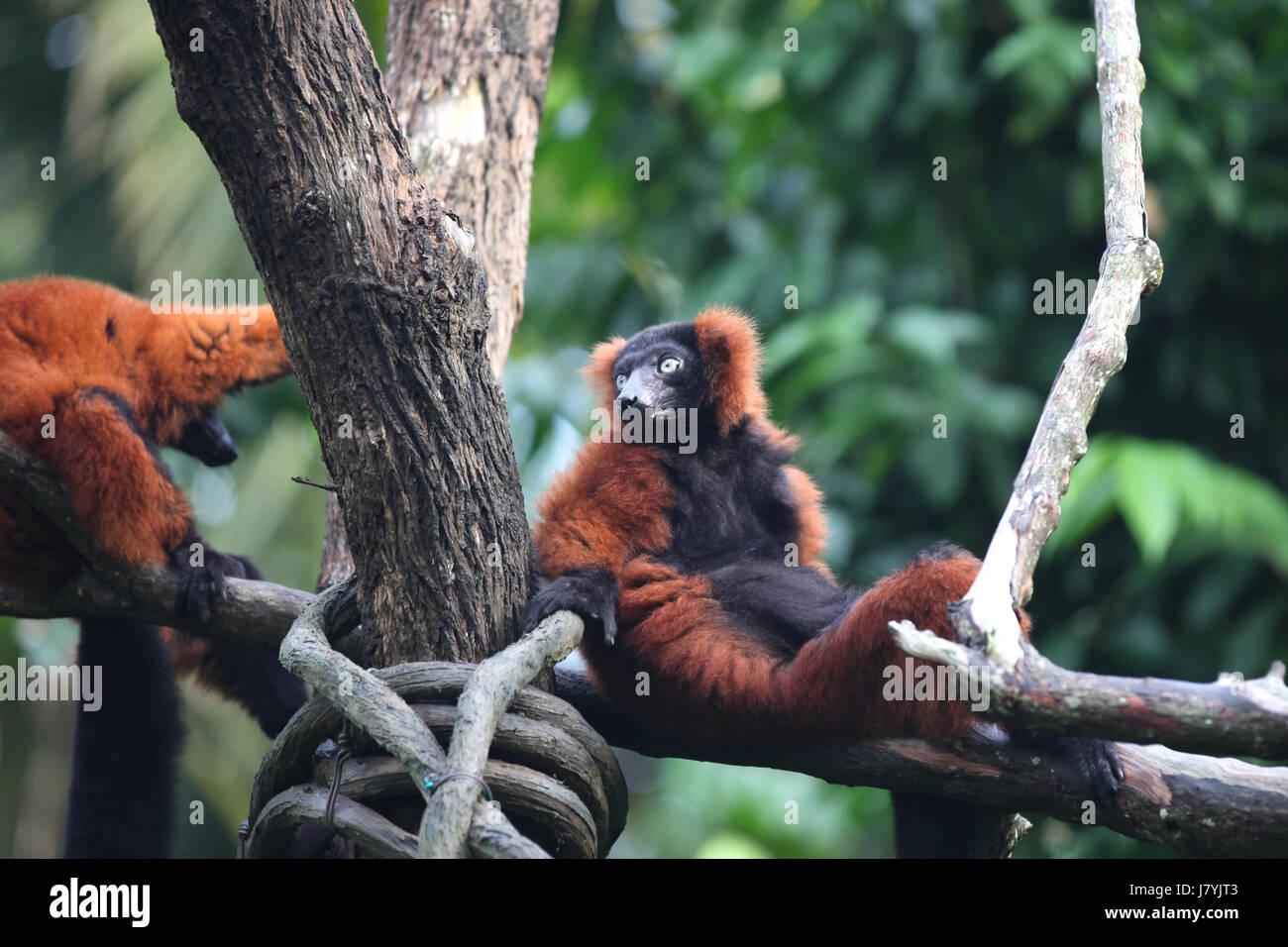 Monkeys are busy with their chores, Singapore, Southeast Asia Stock ...