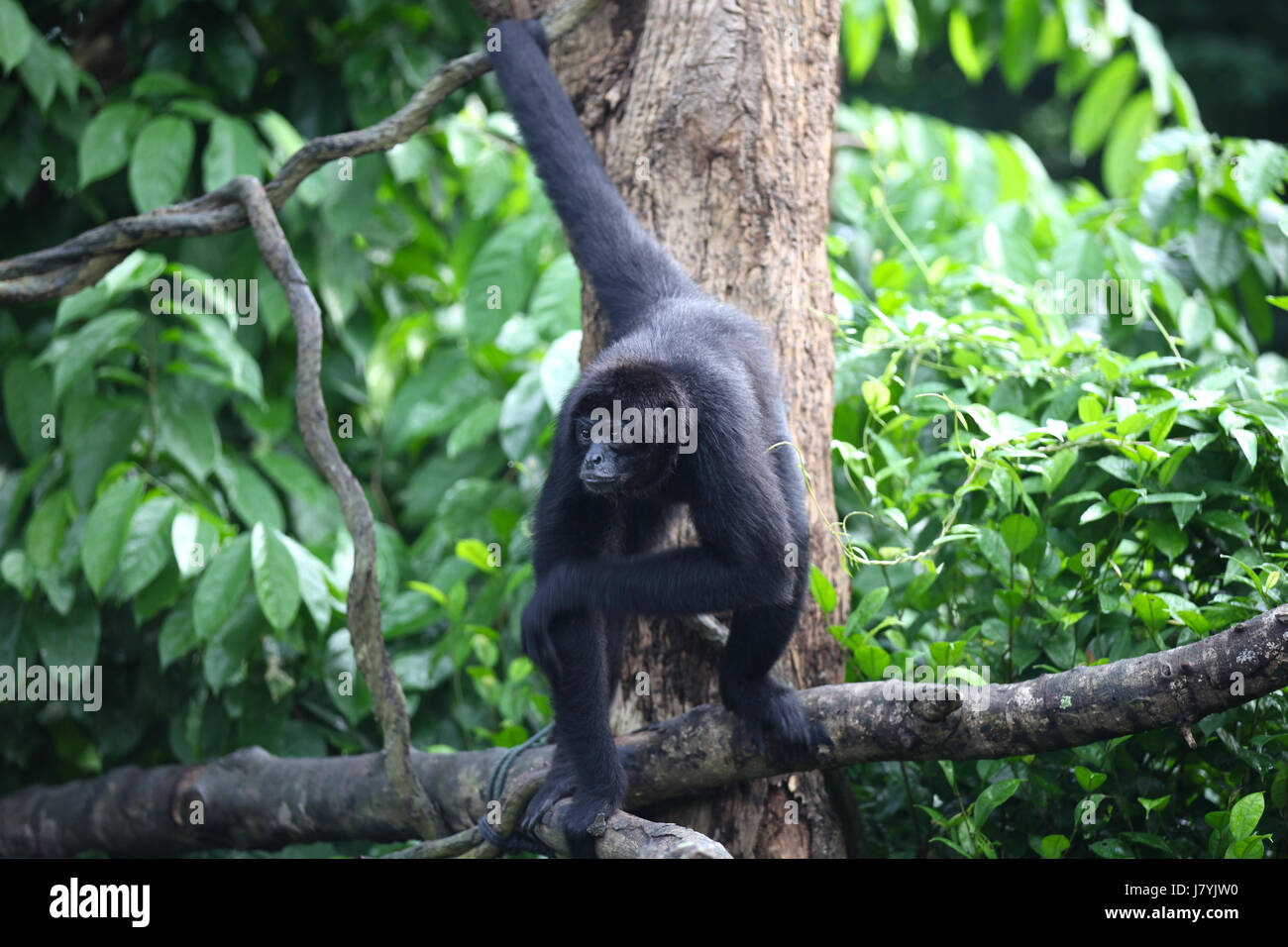 Monkeys are busy with their chores, Singapore, Southeast Asia Stock ...