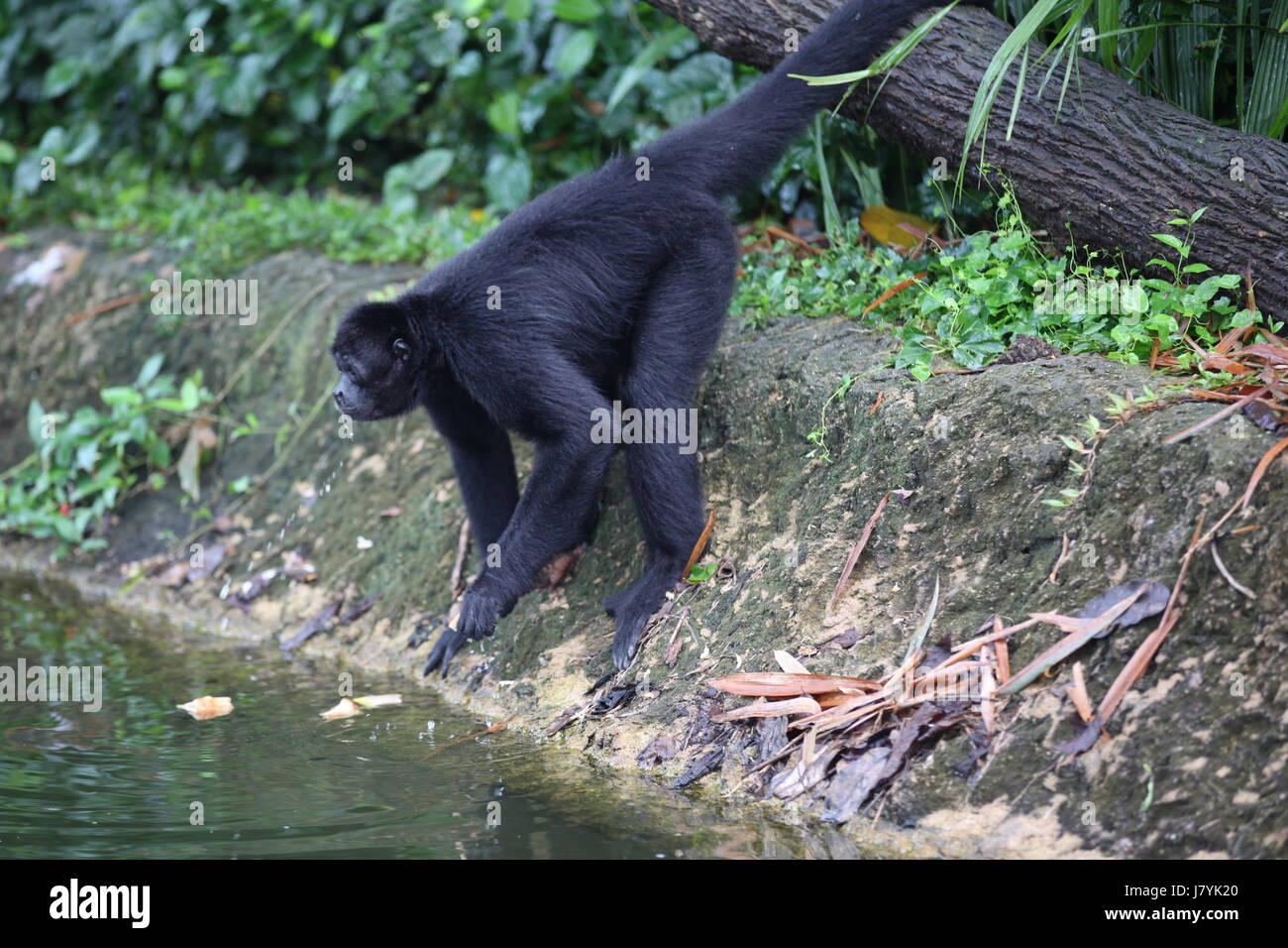 Monkeys are busy with their chores, Singapore, Southeast Asia Stock ...