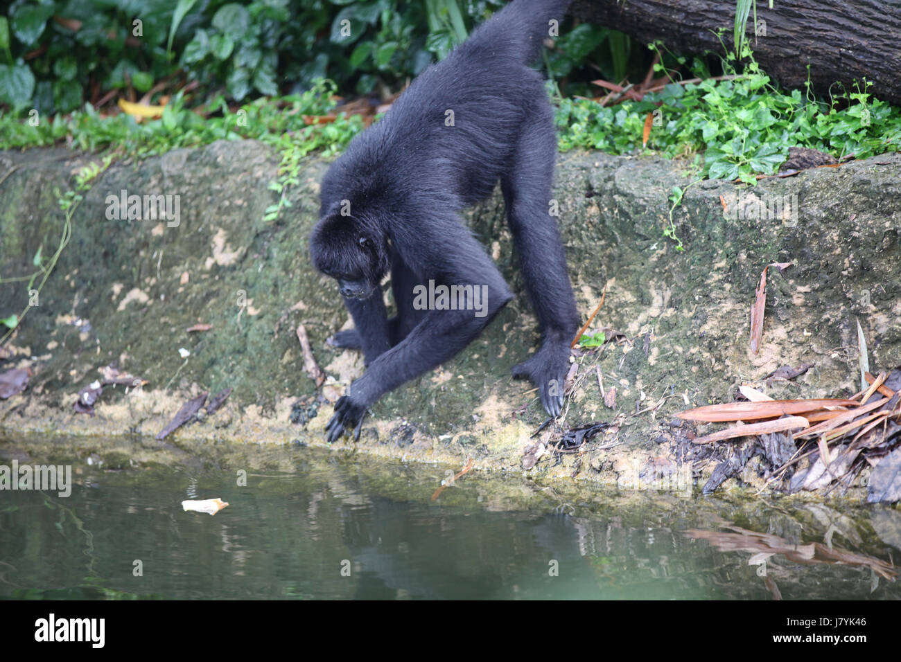 Monkeys are busy with their chores, Singapore, Southeast Asia Stock ...