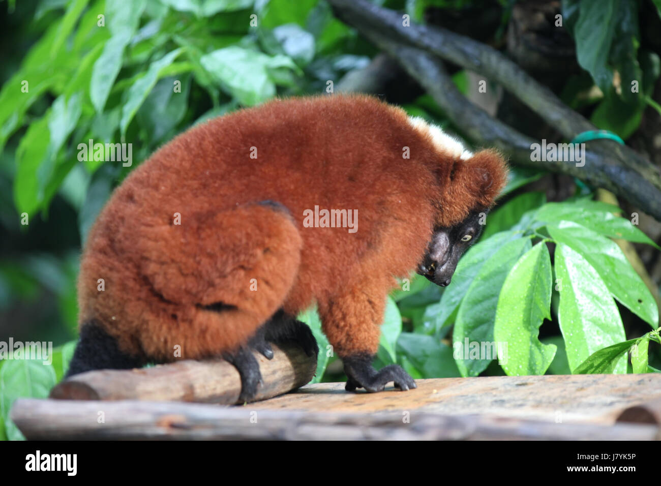 Monkeys are busy with their chores, Singapore, Southeast Asia Stock ...
