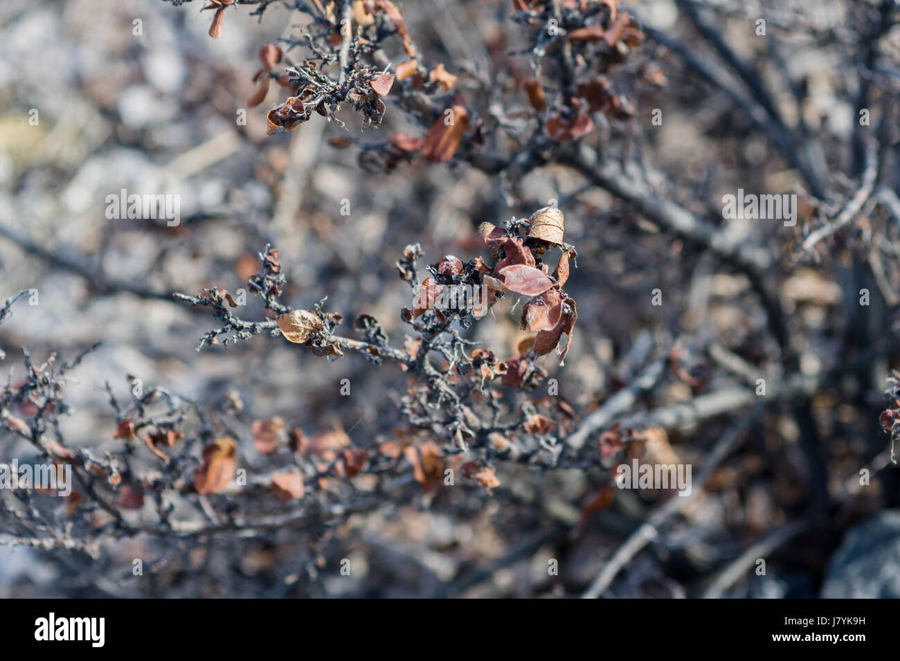 Branches of a dead shrub with dried leaves. Abstract background Stock ...